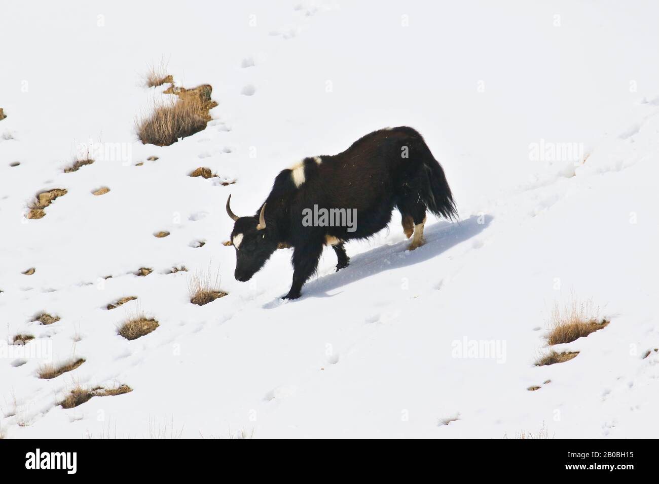 Domestic Yak (Bos mutus gruniens), Ulley valley. Himalayas. Ladakh ...
