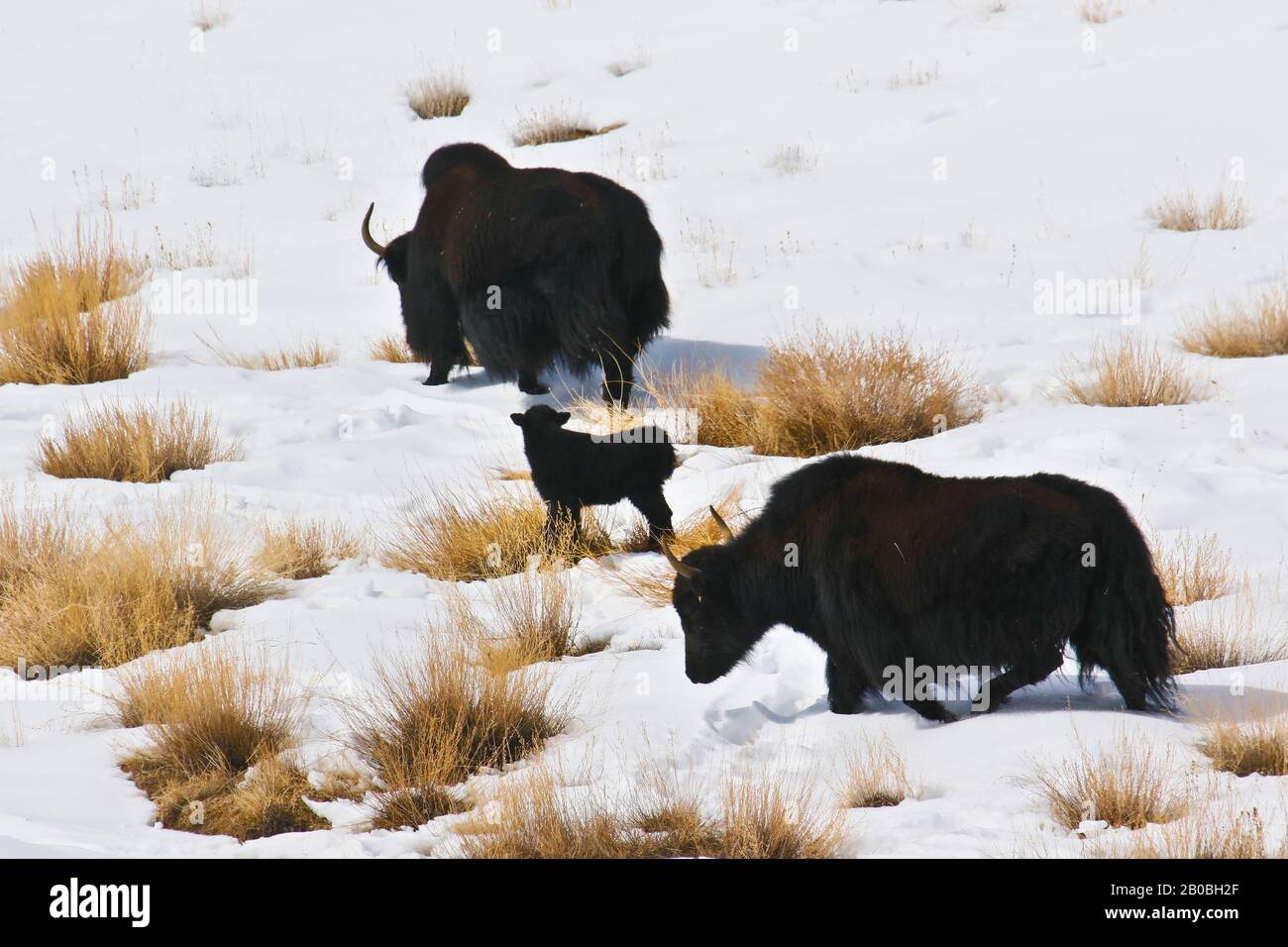 Domestic Yak (Bos mutus gruniens), Ulley valley. Himalayas. Ladakh ...