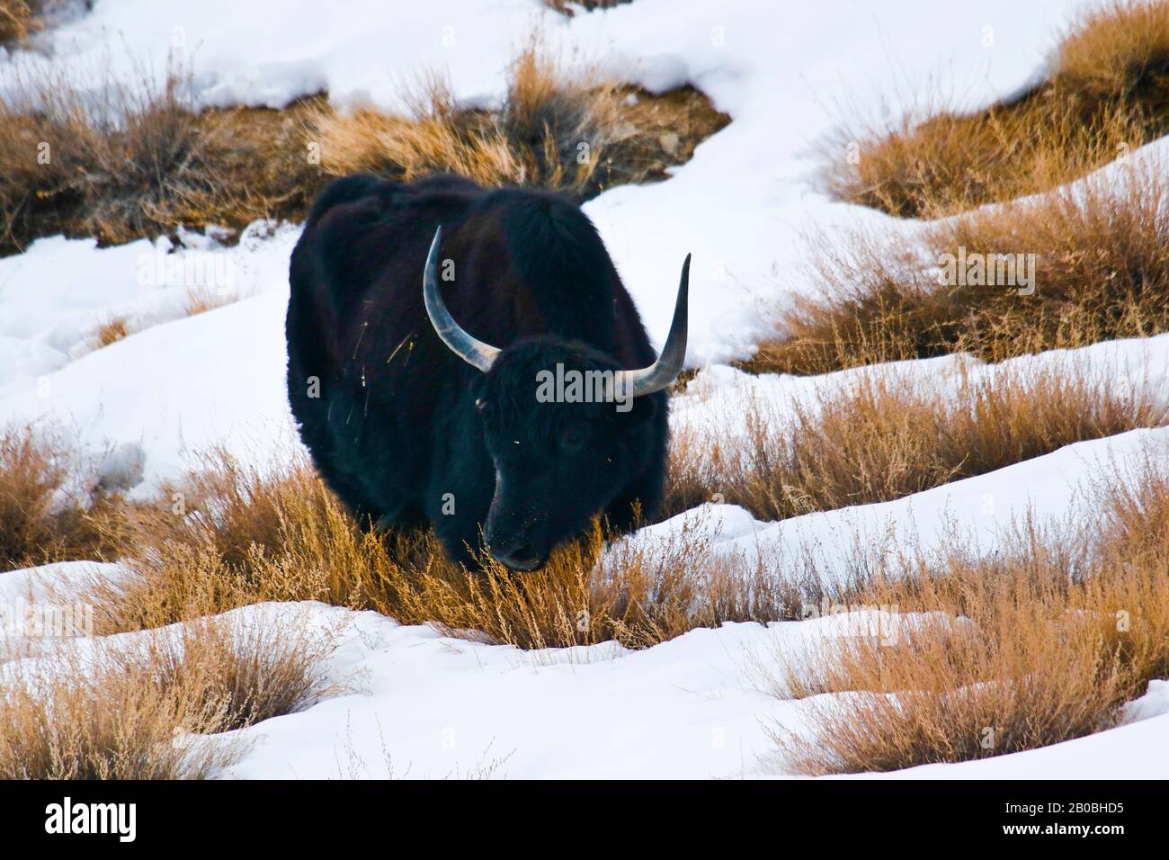 Domestic Yak (Bos mutus gruniens), Ulley valley. Himalayas. Ladakh ...
