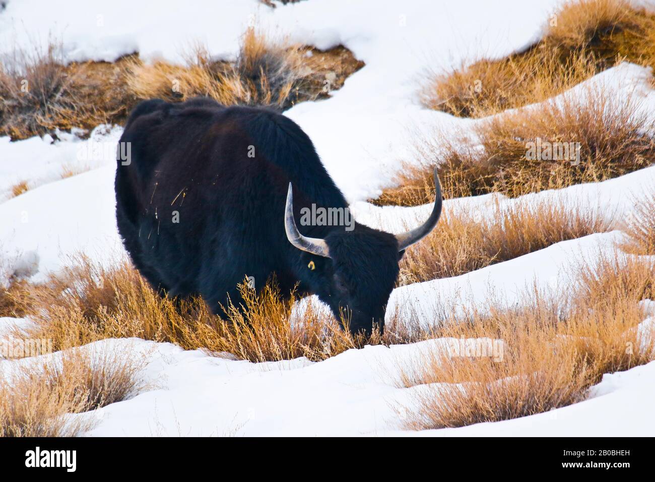 Domestic Yak (Bos mutus gruniens), Ulley valley. Himalayas. Ladakh ...