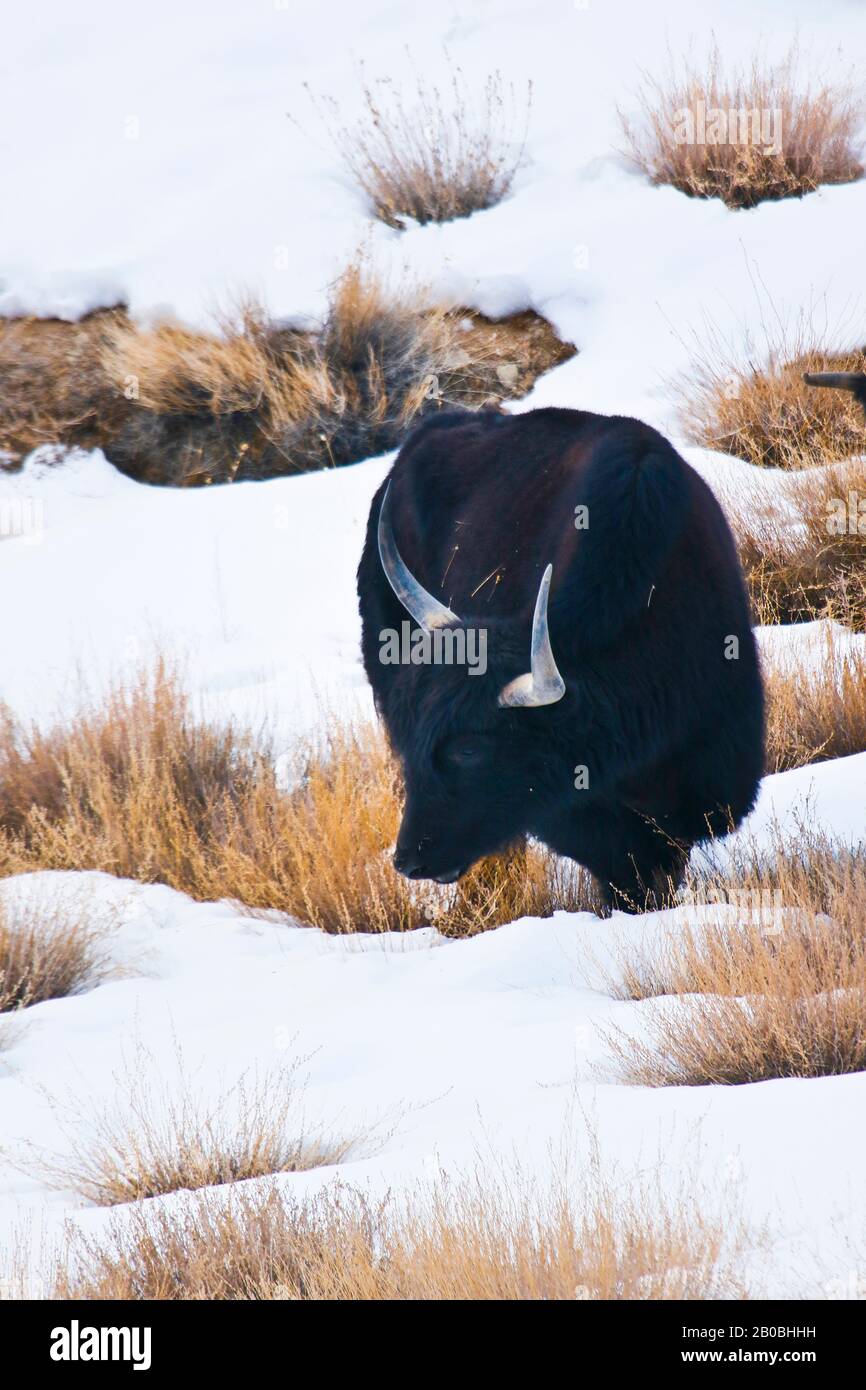 Domestic Yak (Bos mutus gruniens), Ulley valley. Himalayas. Ladakh ...