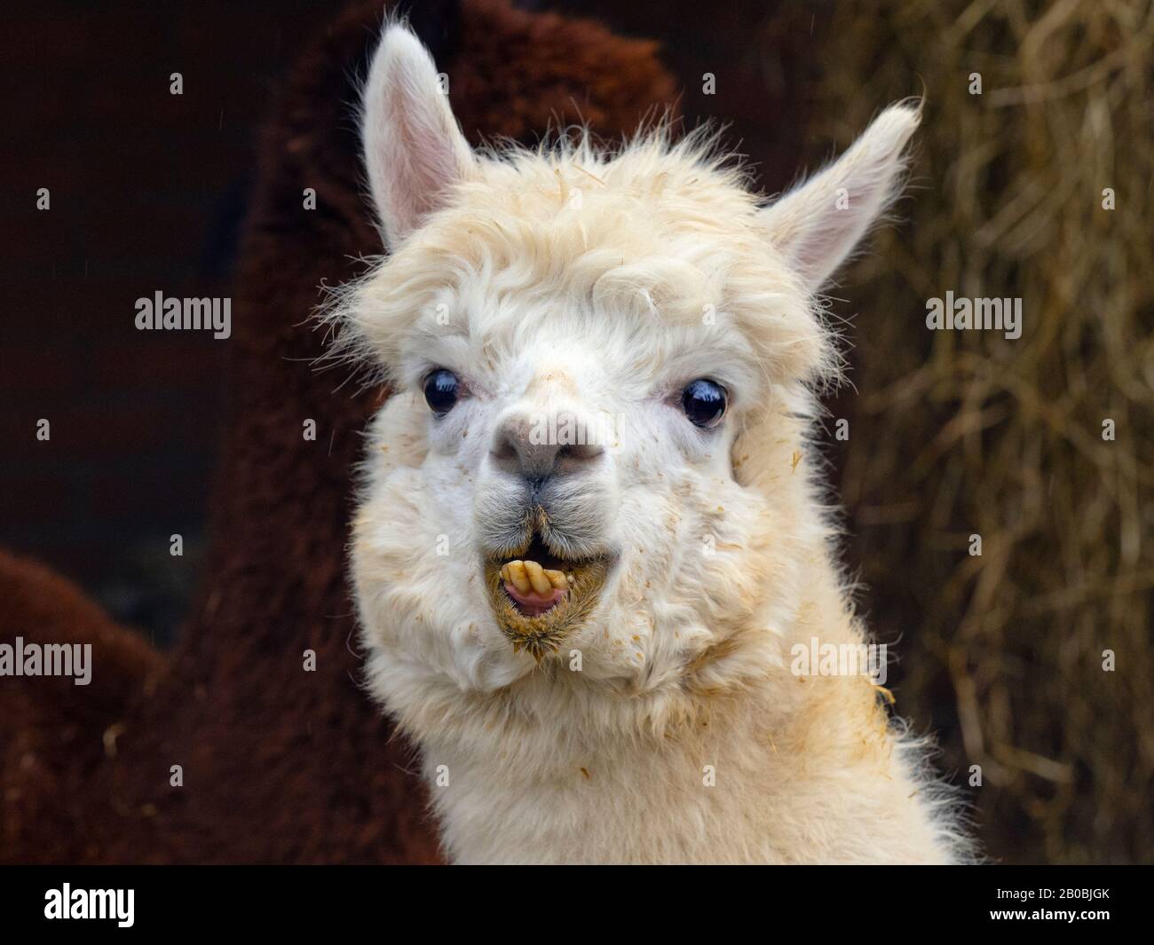 Alpaca colours hi-res stock photography and images - Alamy