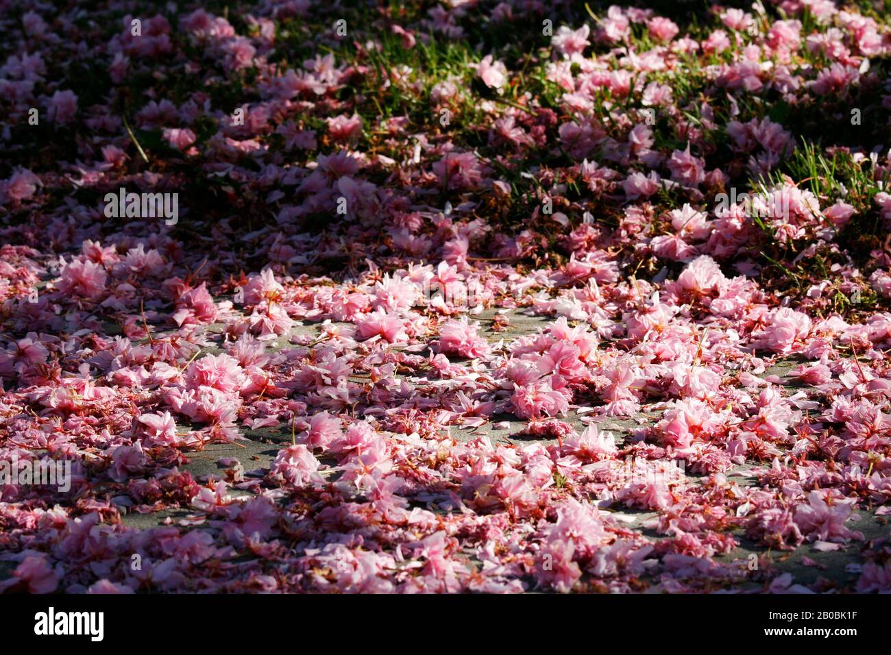 Fallen cherry blossoms on the earth Stock Photo - Alamy
