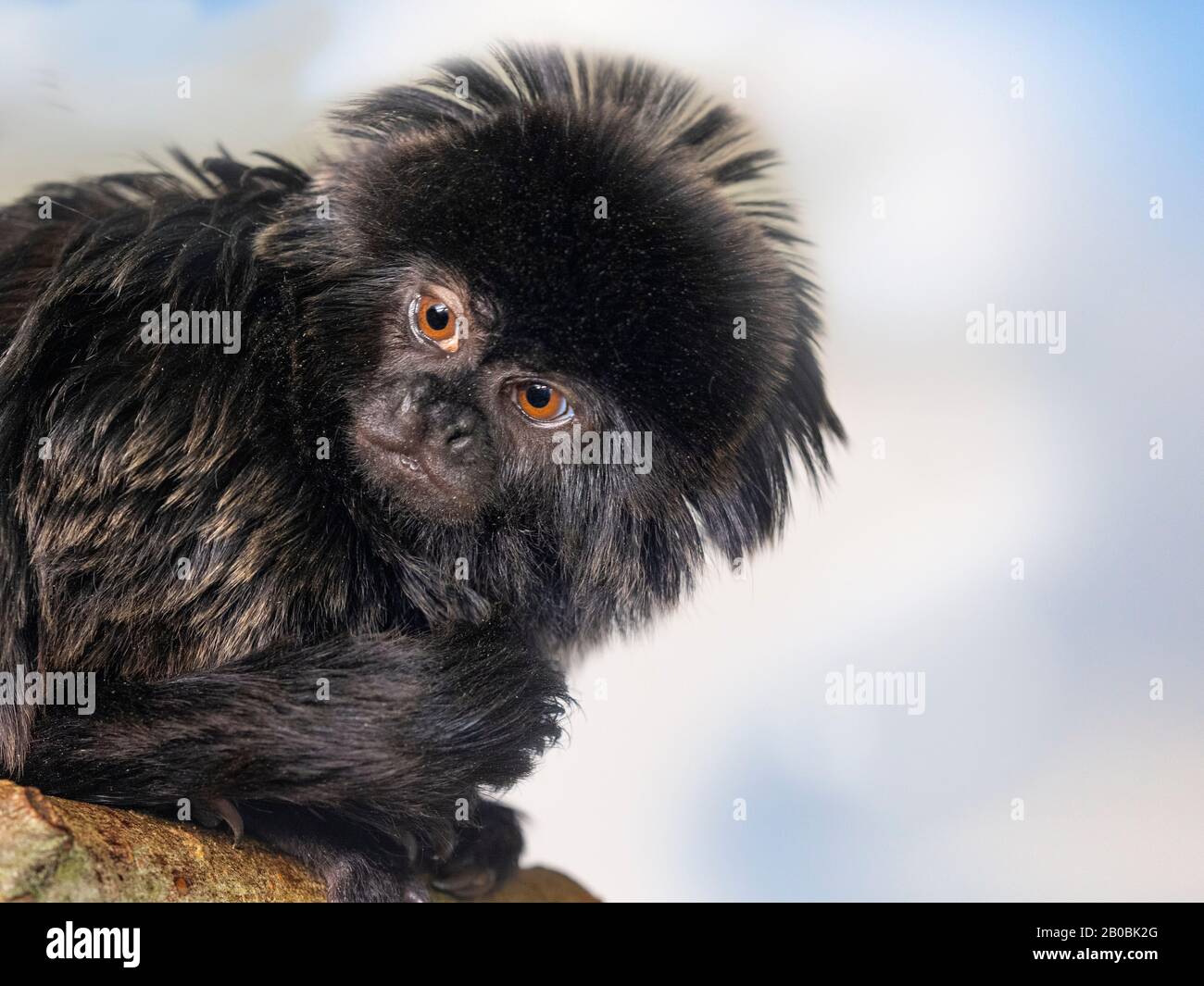 Goeldis marmoset hi-res stock photography and images - Alamy