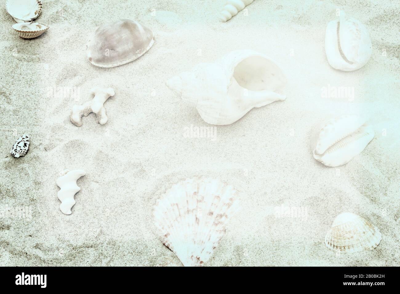 Empty conch shells hi-res stock photography and images - Alamy