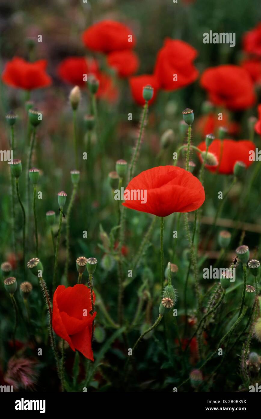 SPAIN, ROSES, RED POPPIES Stock Photo - Alamy