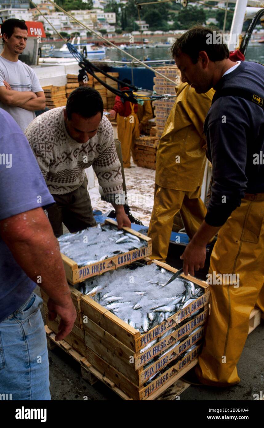 SPAIN, ROSES, PORT, FISHERMEN UNLOADING SARDINES Stock Photo - Alamy