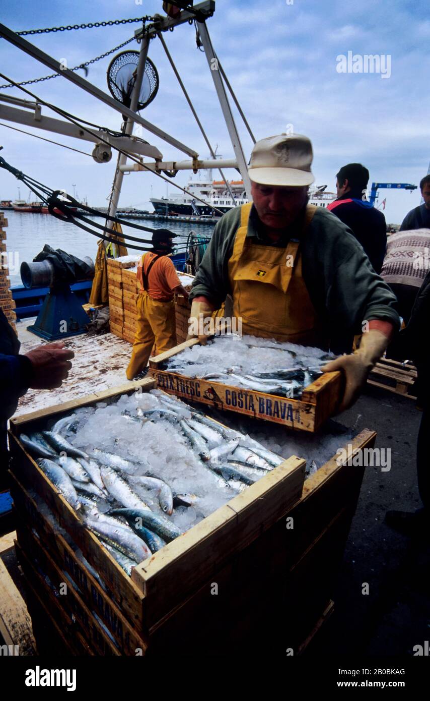 Sardines at port hi-res stock photography and images - Alamy