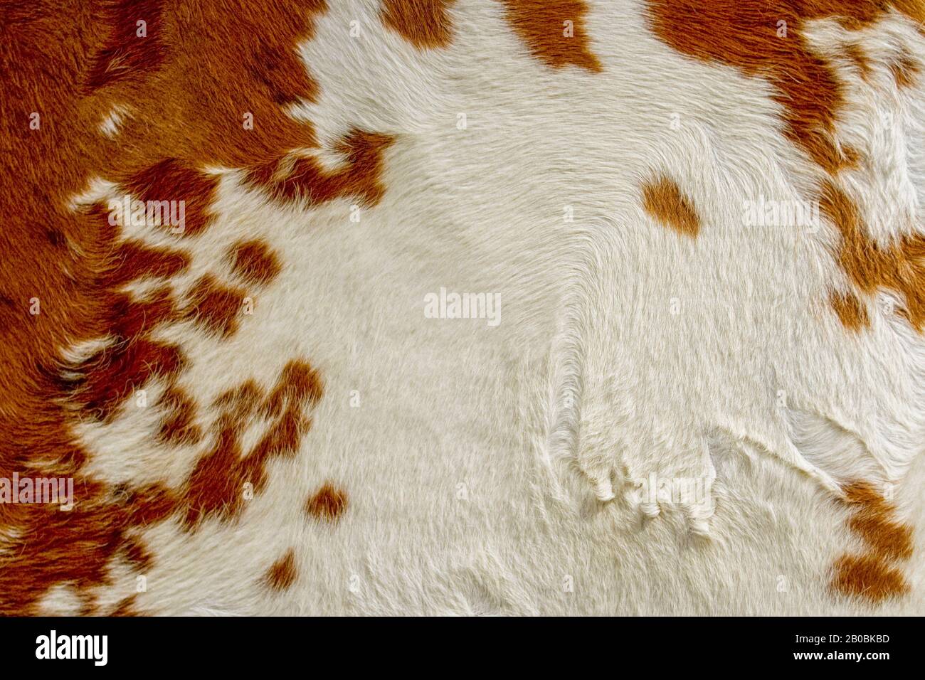 Skinned cow hi-res stock photography and images - Alamy