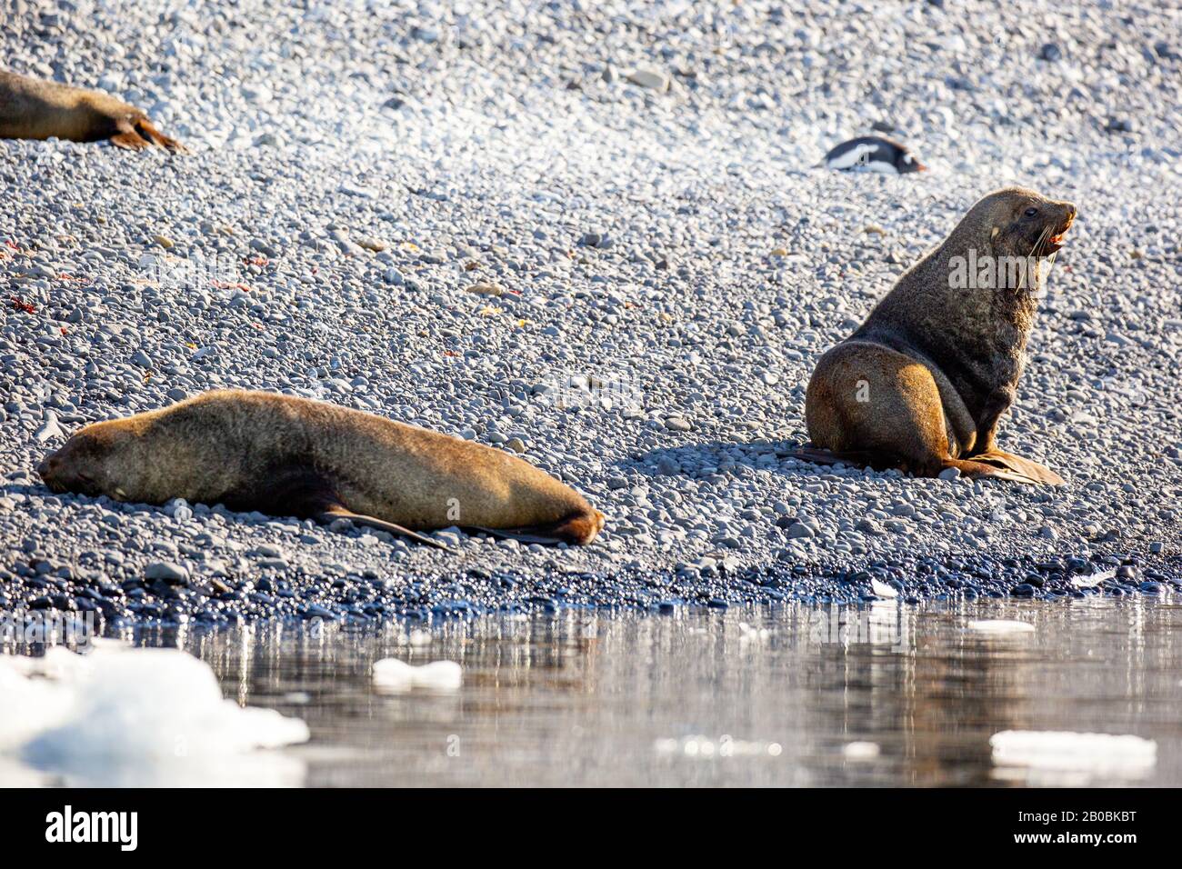 Antarctic seals hi-res stock photography and images - Alamy