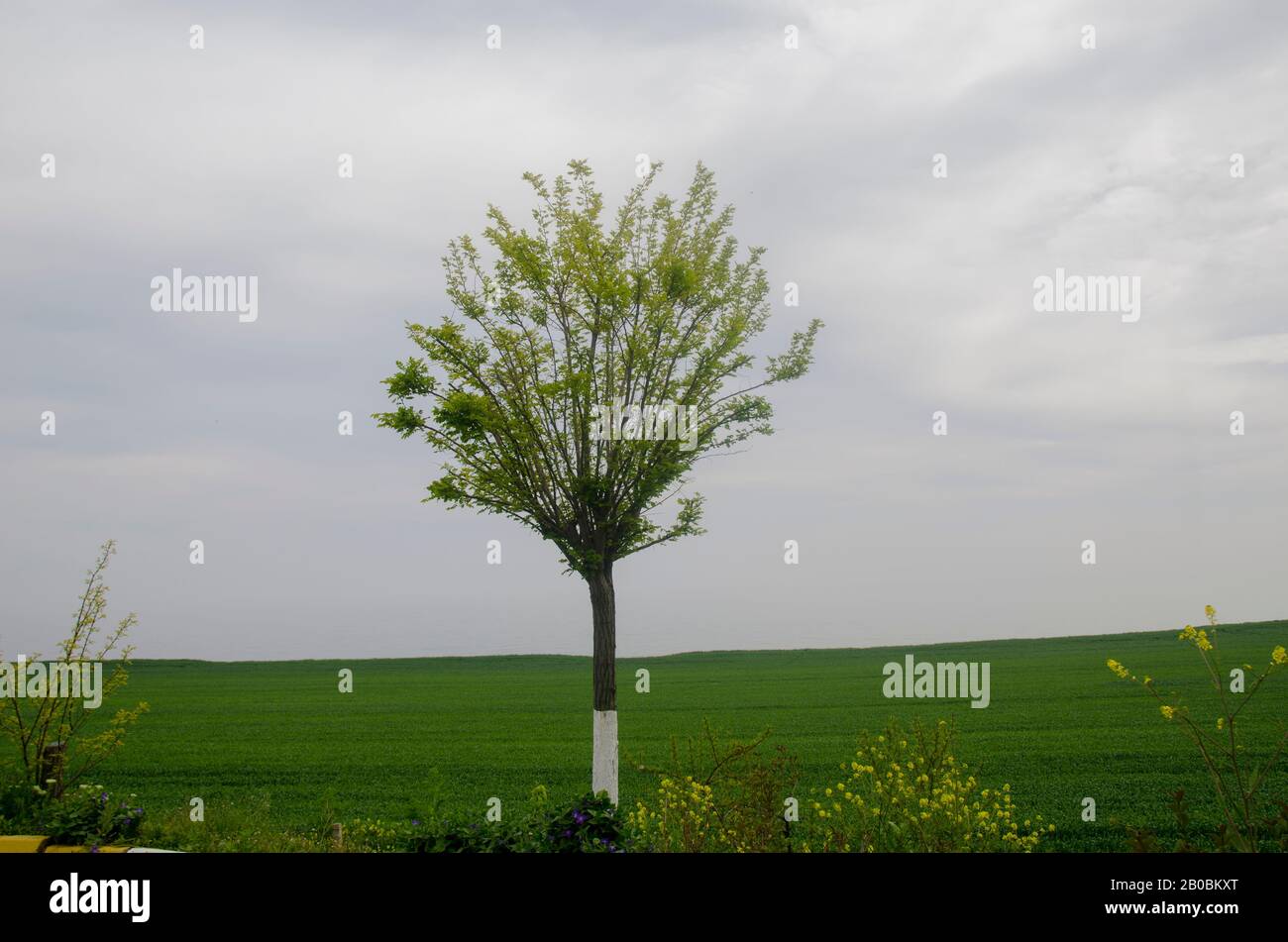 The Lonely Tree Stock Photo - Alamy
