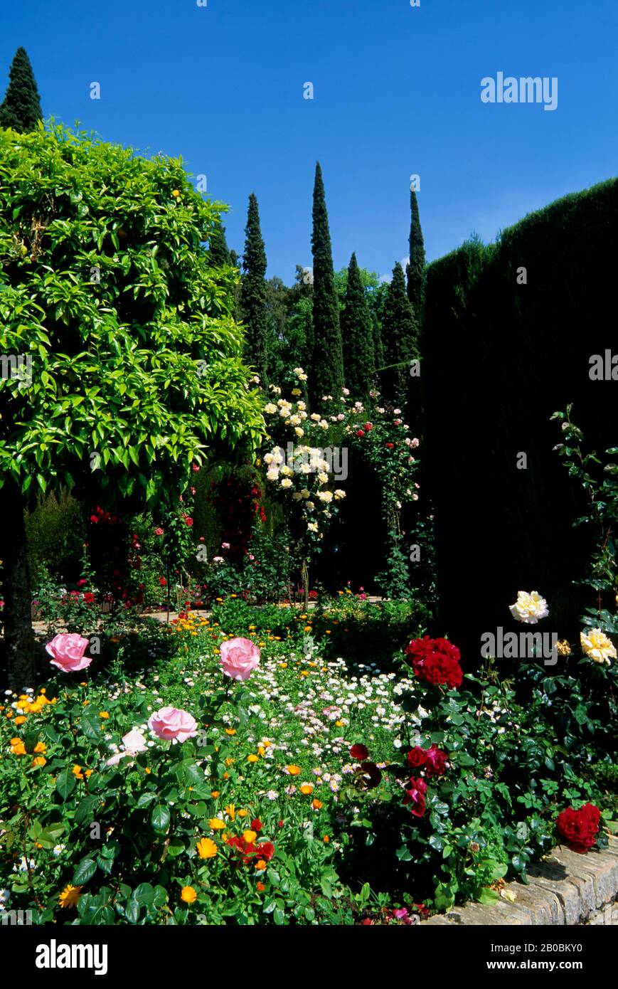 Alhambra rose hi-res stock photography and images - Alamy