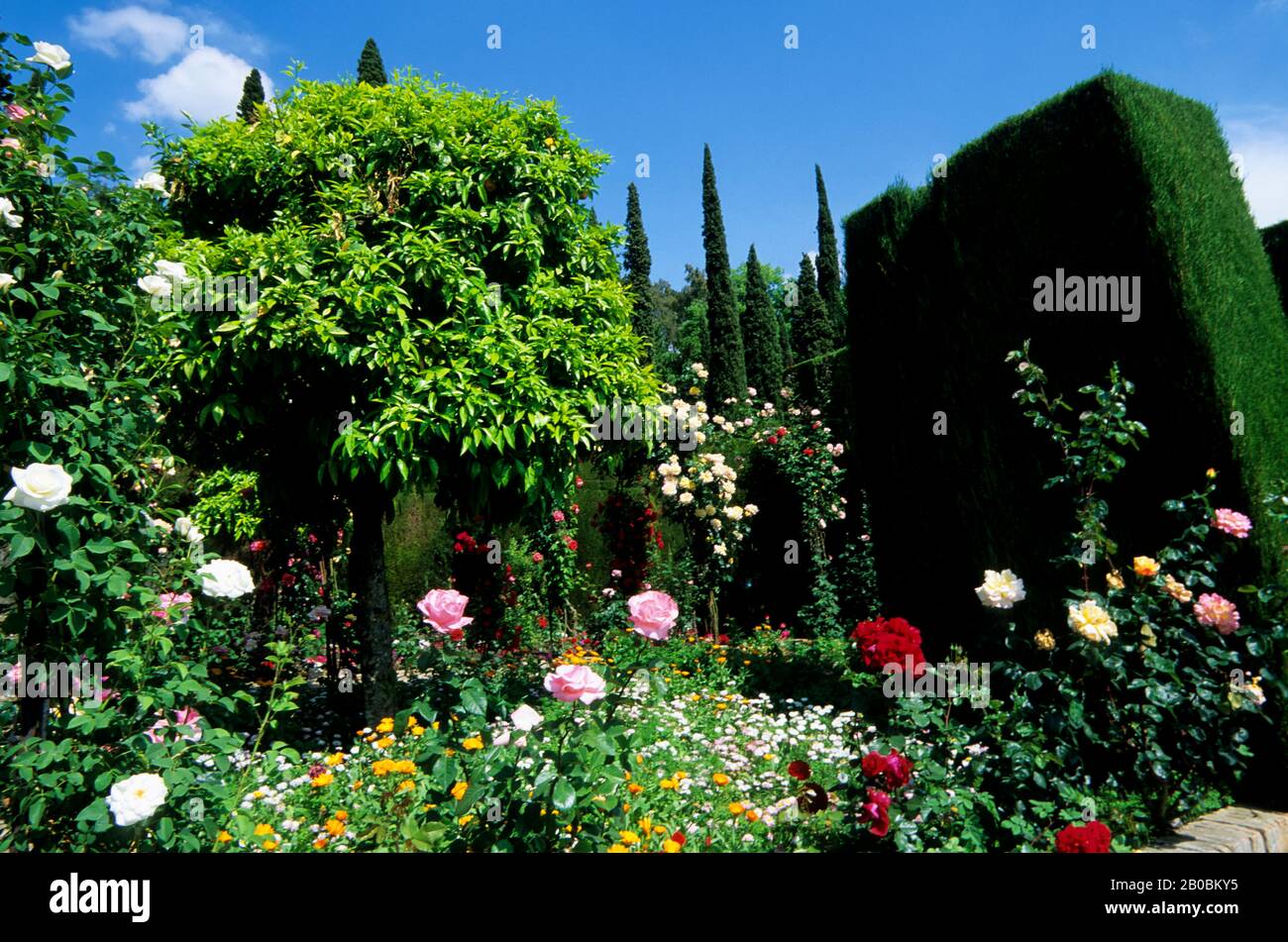Alhambra garden roses hi-res stock photography and images - Alamy