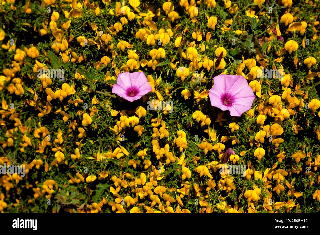 Flora algarve hi-res stock photography and images - Alamy