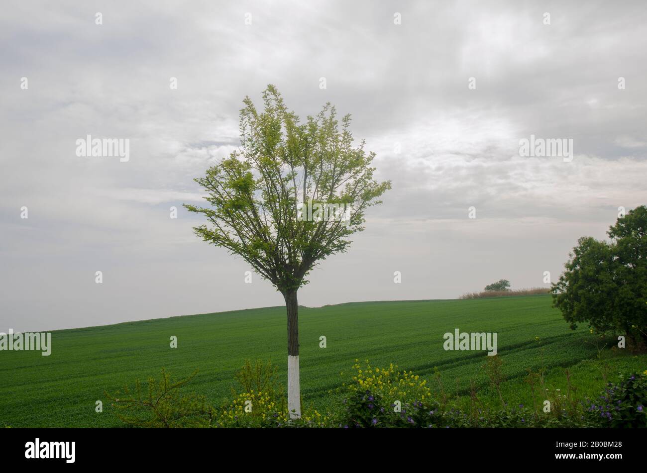 The Lonely Tree Stock Photo - Alamy