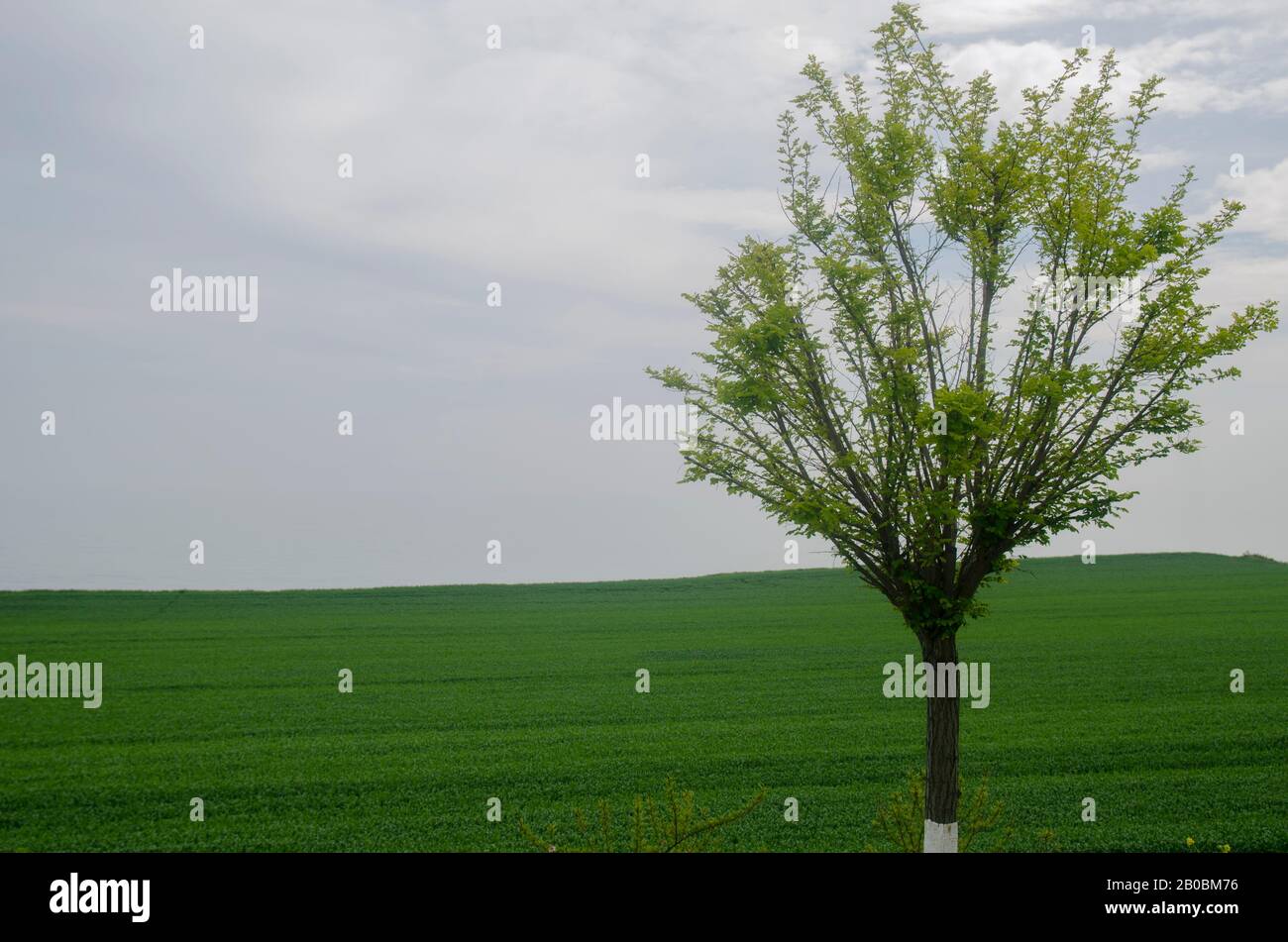 The Lonely Tree Stock Photo - Alamy