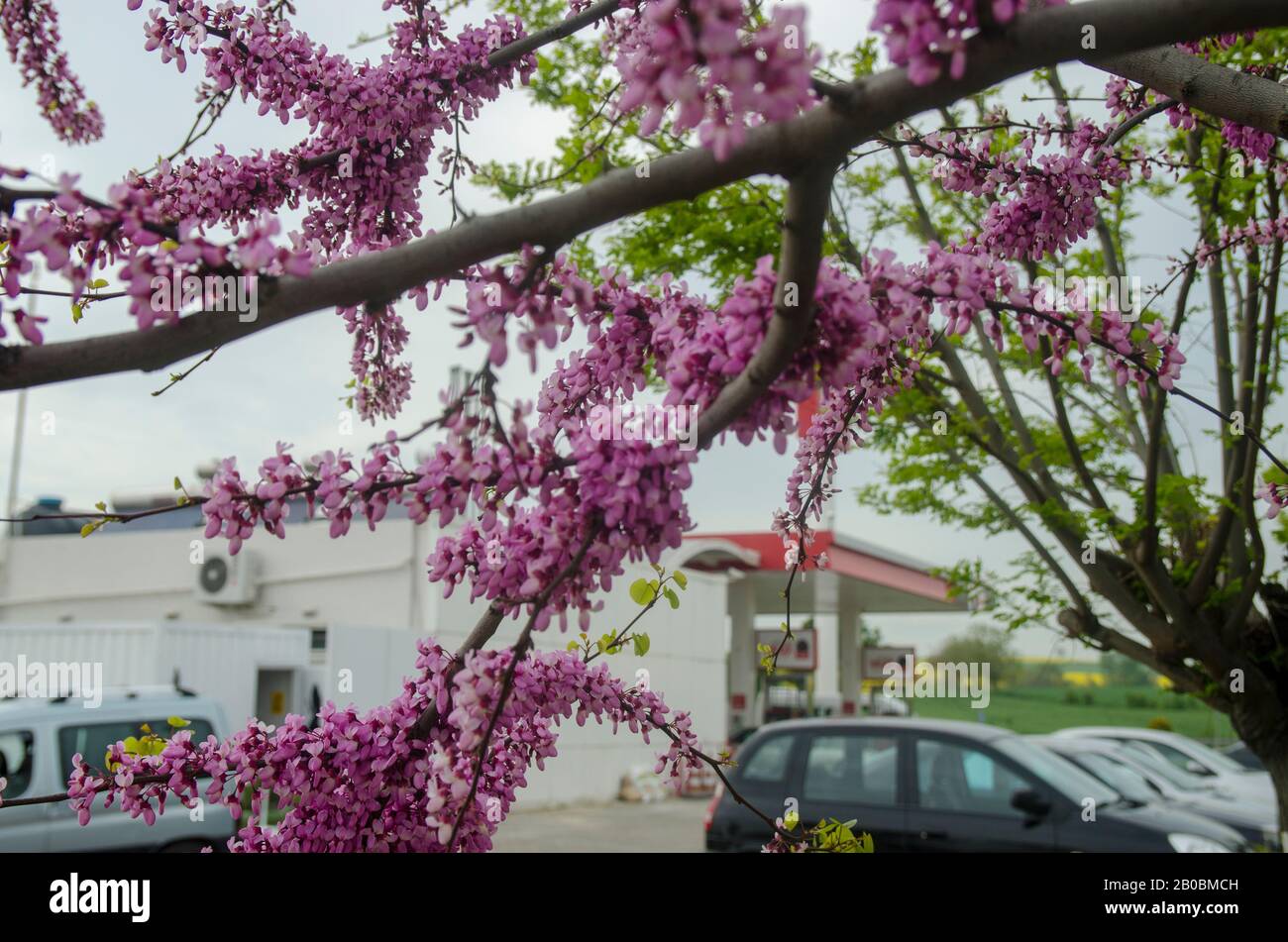 Judas-tree in Nature Stock Photo - Alamy
