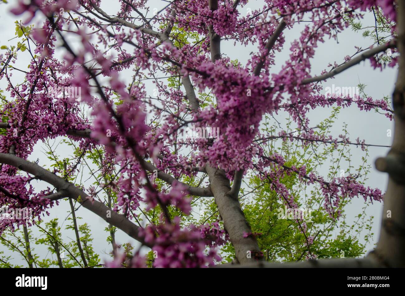 Judas-tree in Nature Stock Photo - Alamy