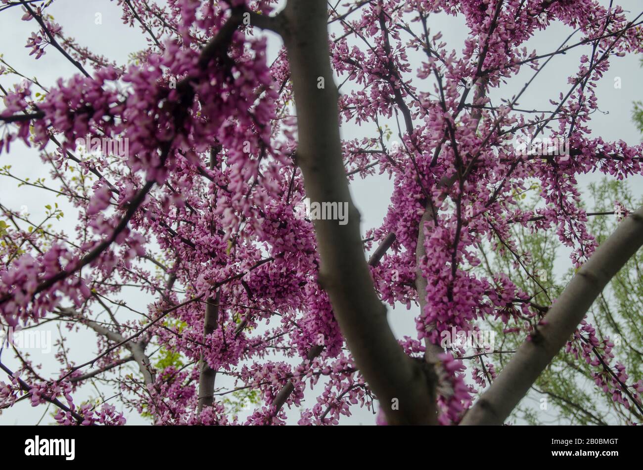 Judas-tree in Nature Stock Photo - Alamy