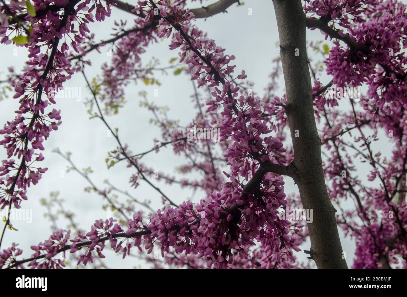 Judas-tree in Nature Stock Photo - Alamy