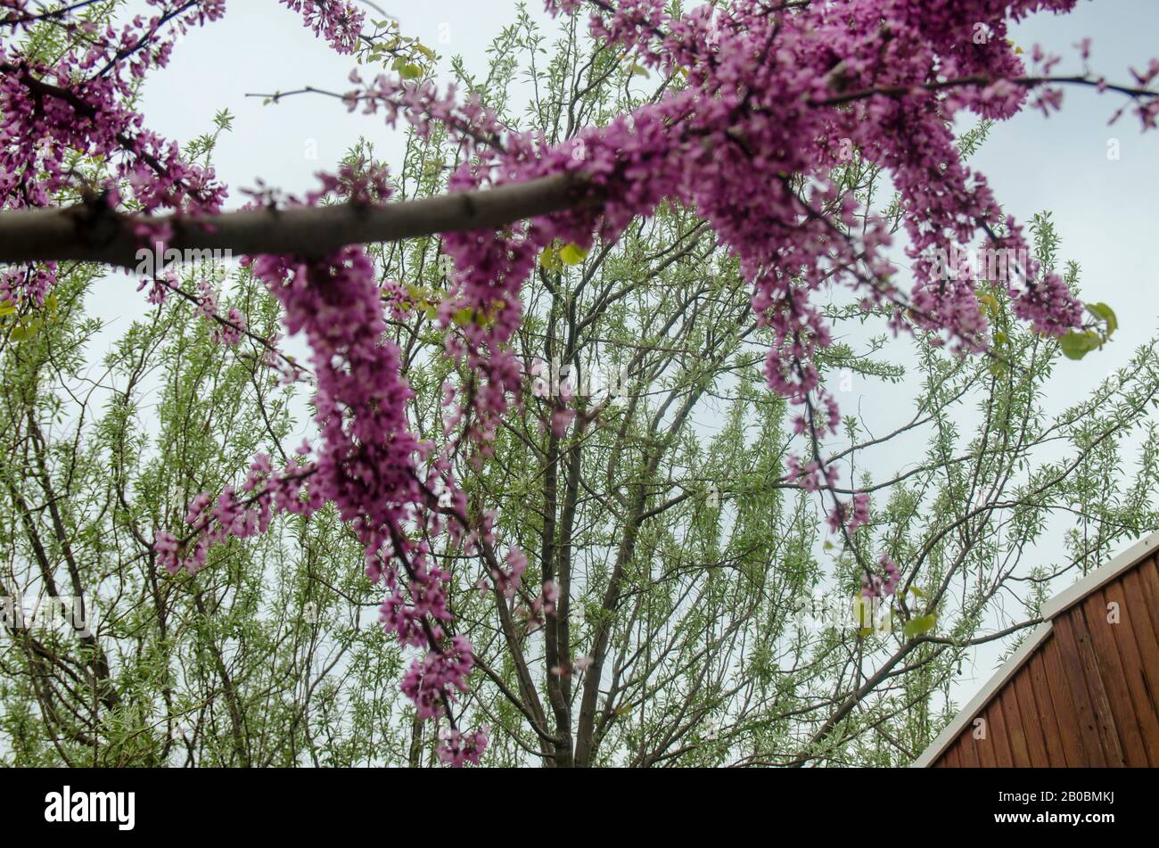 Judas-tree in Nature Stock Photo - Alamy