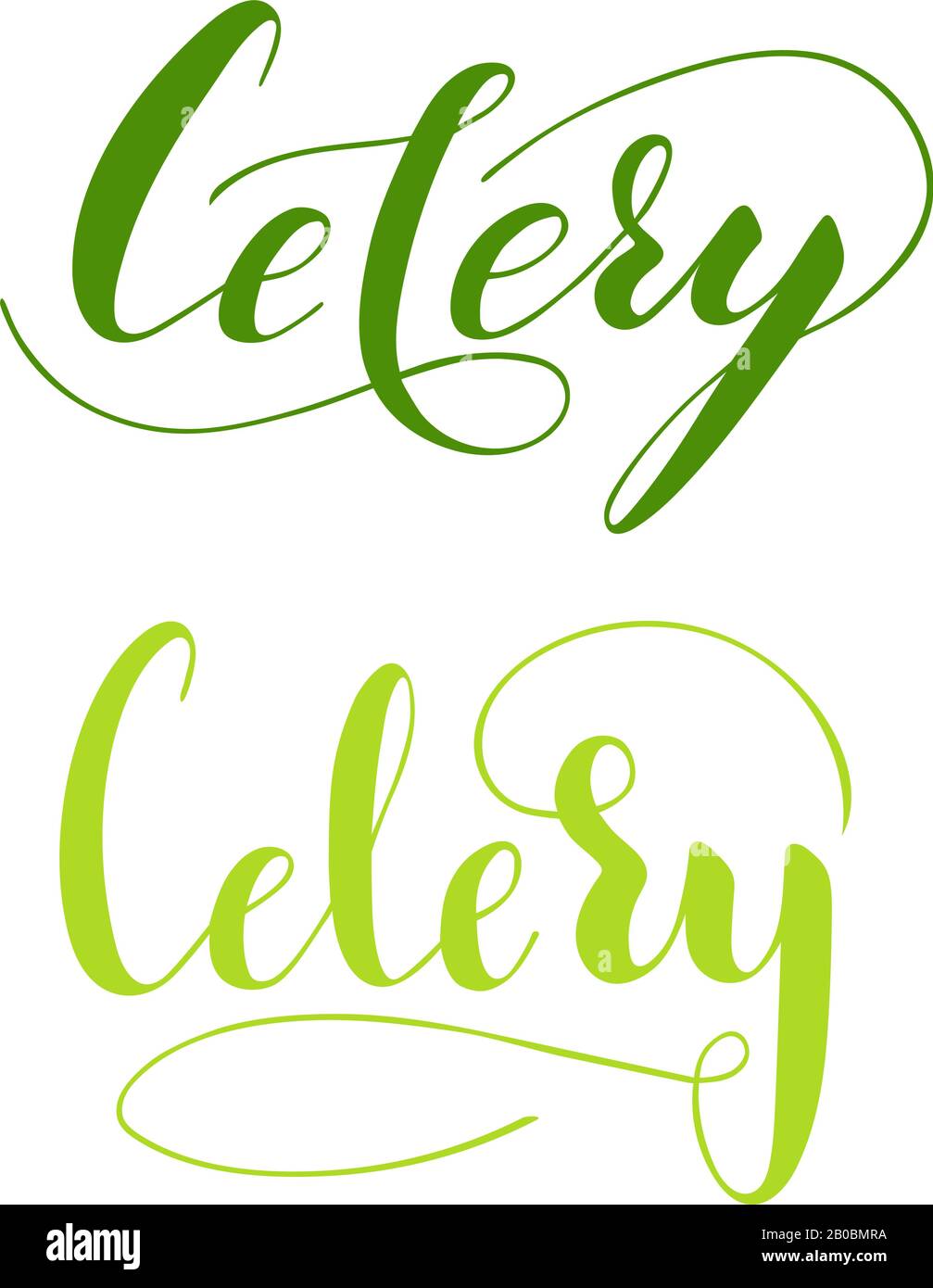 Vector hand written celery text isolated on white background. Kitchen ...