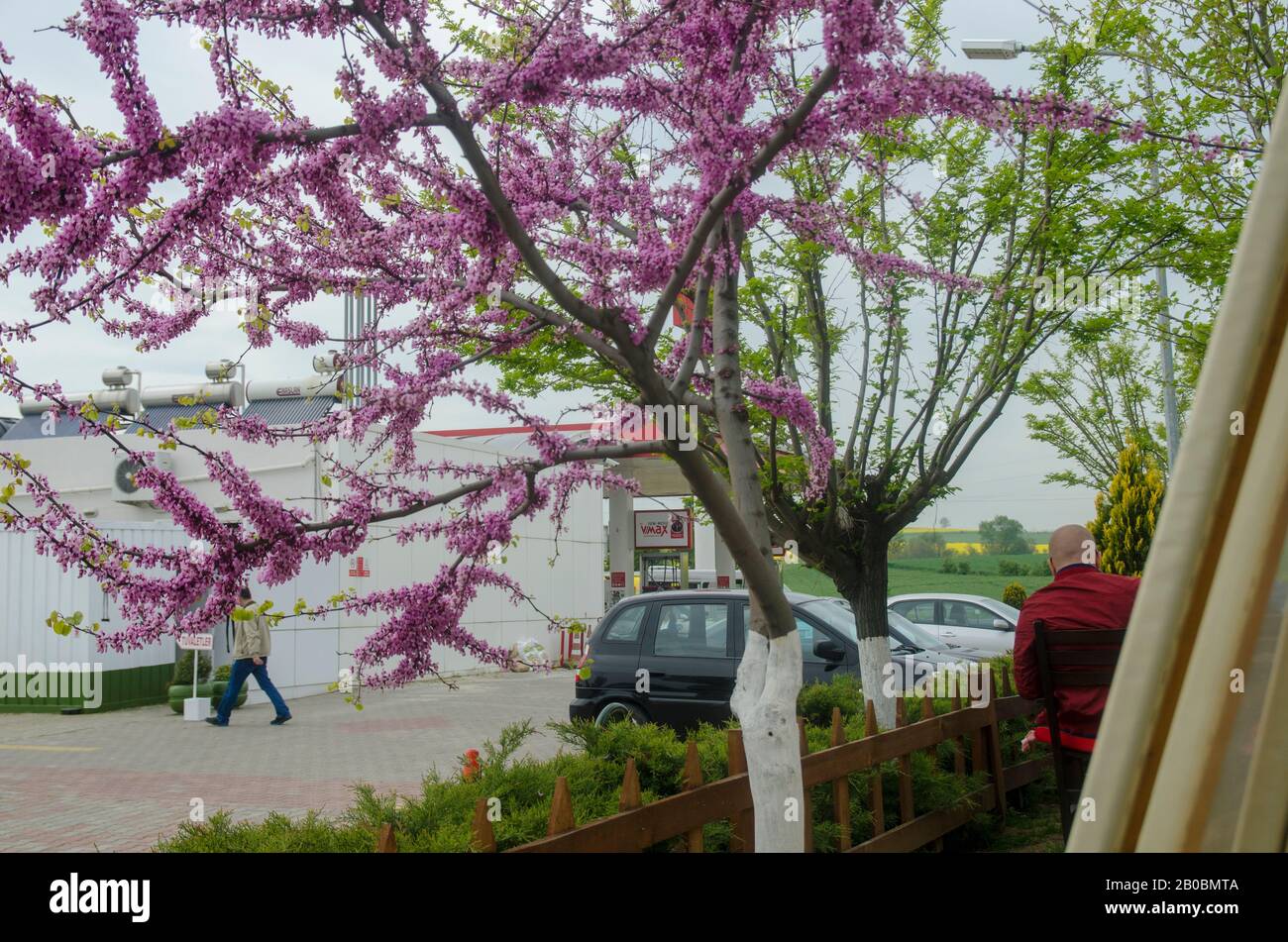 Judas-tree in Nature Stock Photo - Alamy