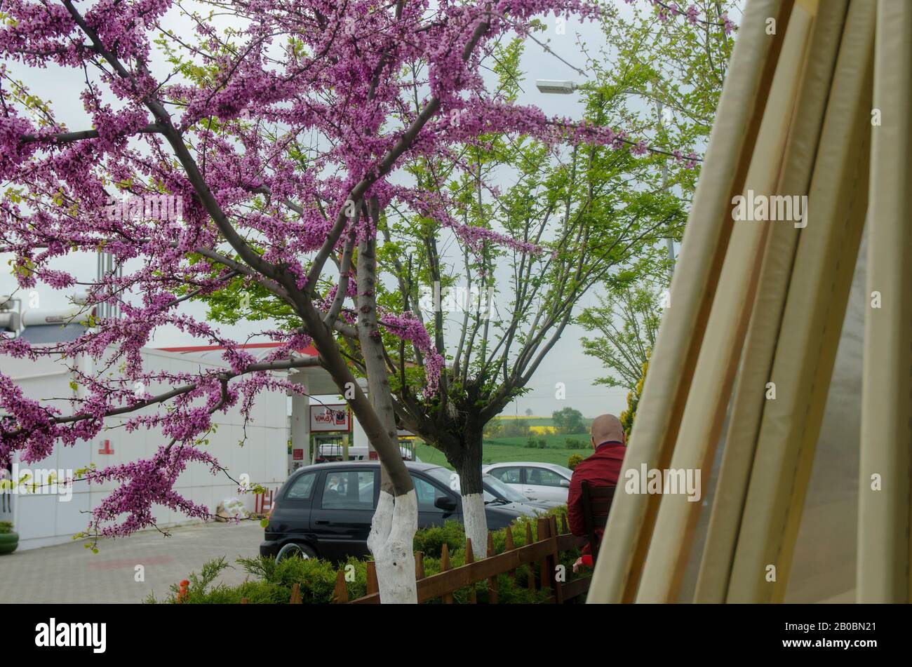 Eastern red bud tree in hi-res stock photography and images - Alamy