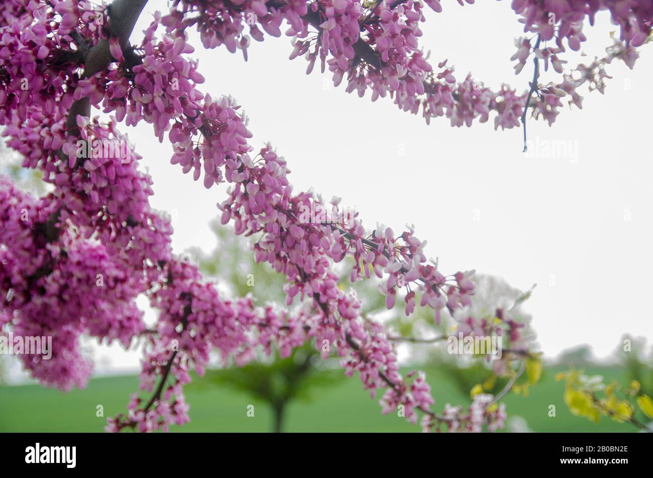 Judas-tree in Nature Stock Photo - Alamy
