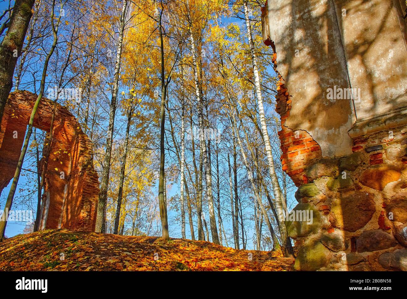 Ruins in the forest surrounded by trees.Old abandoned castle ruins in ...