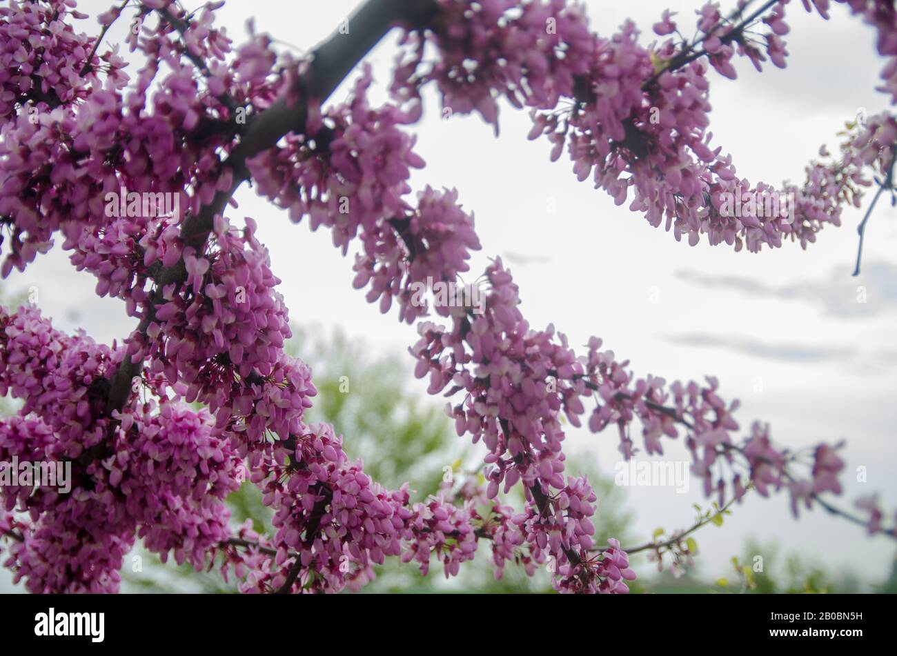Judas-tree in Nature Stock Photo - Alamy