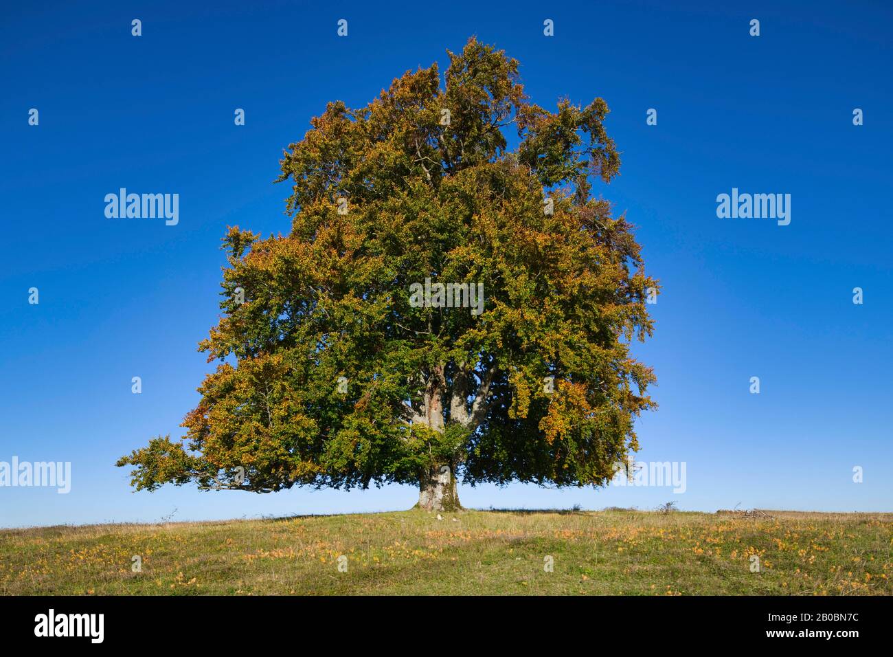 Common beech (Fagus sylvatica) Pasture beech, Biosphere Reserve Swabian ...