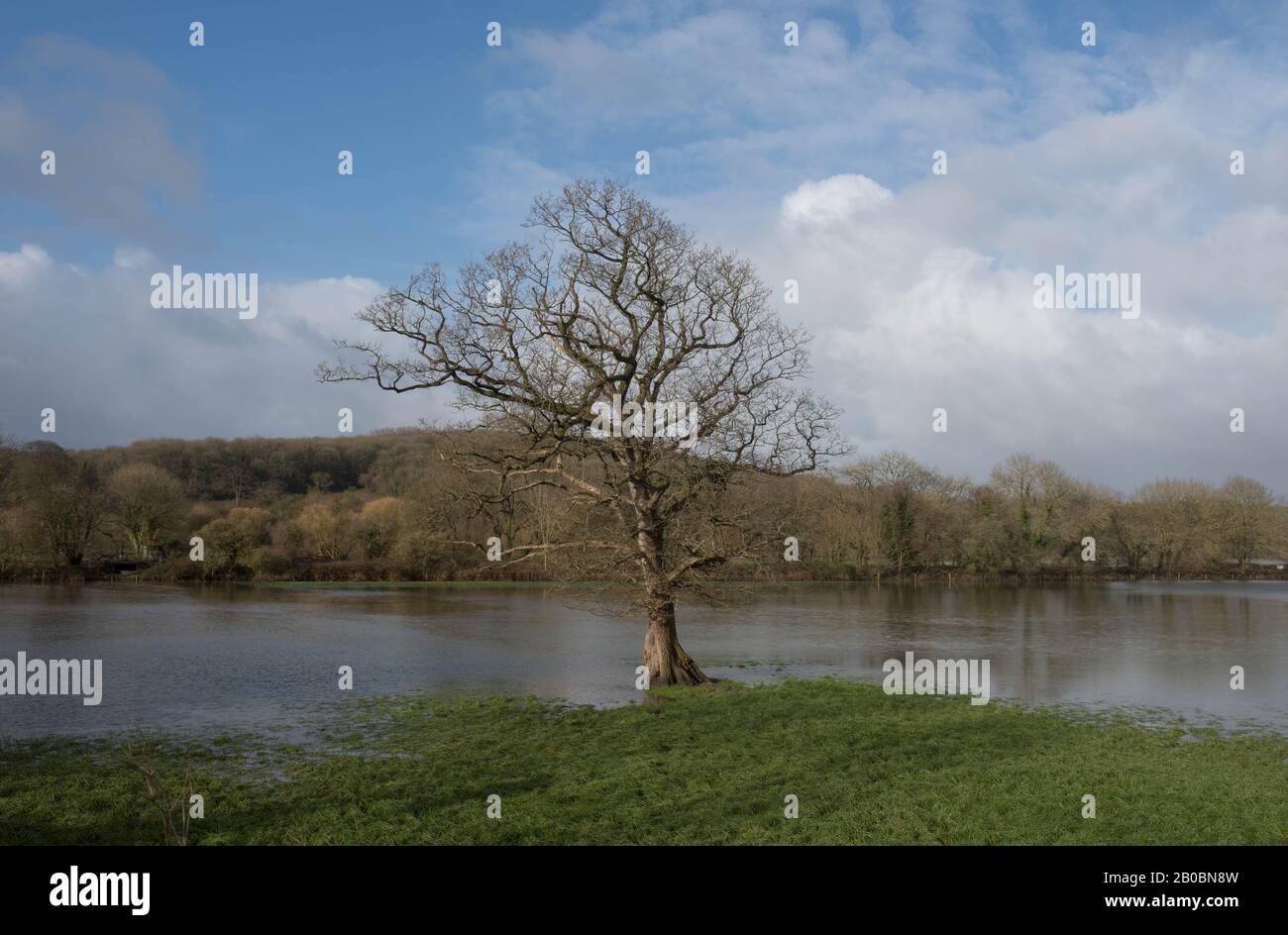 Single Oak Tree Near Water