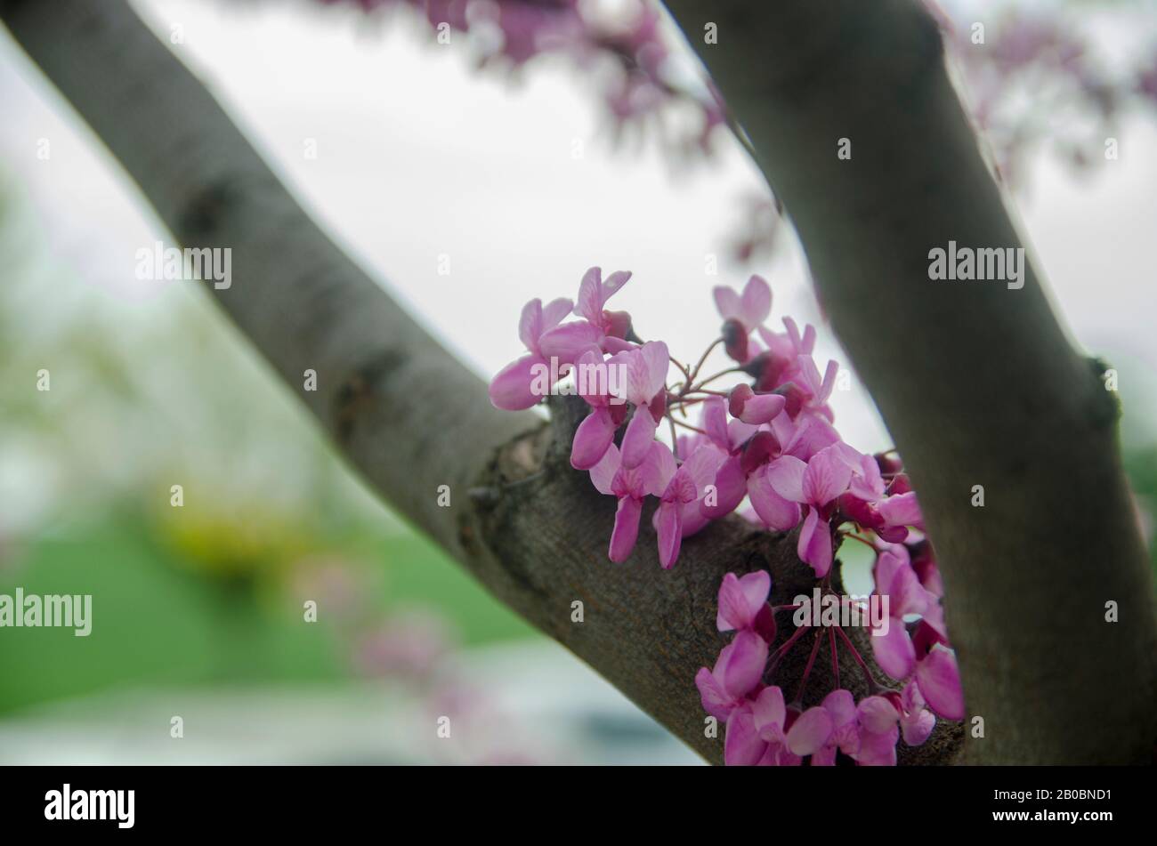 Judas-tree in Nature Stock Photo - Alamy