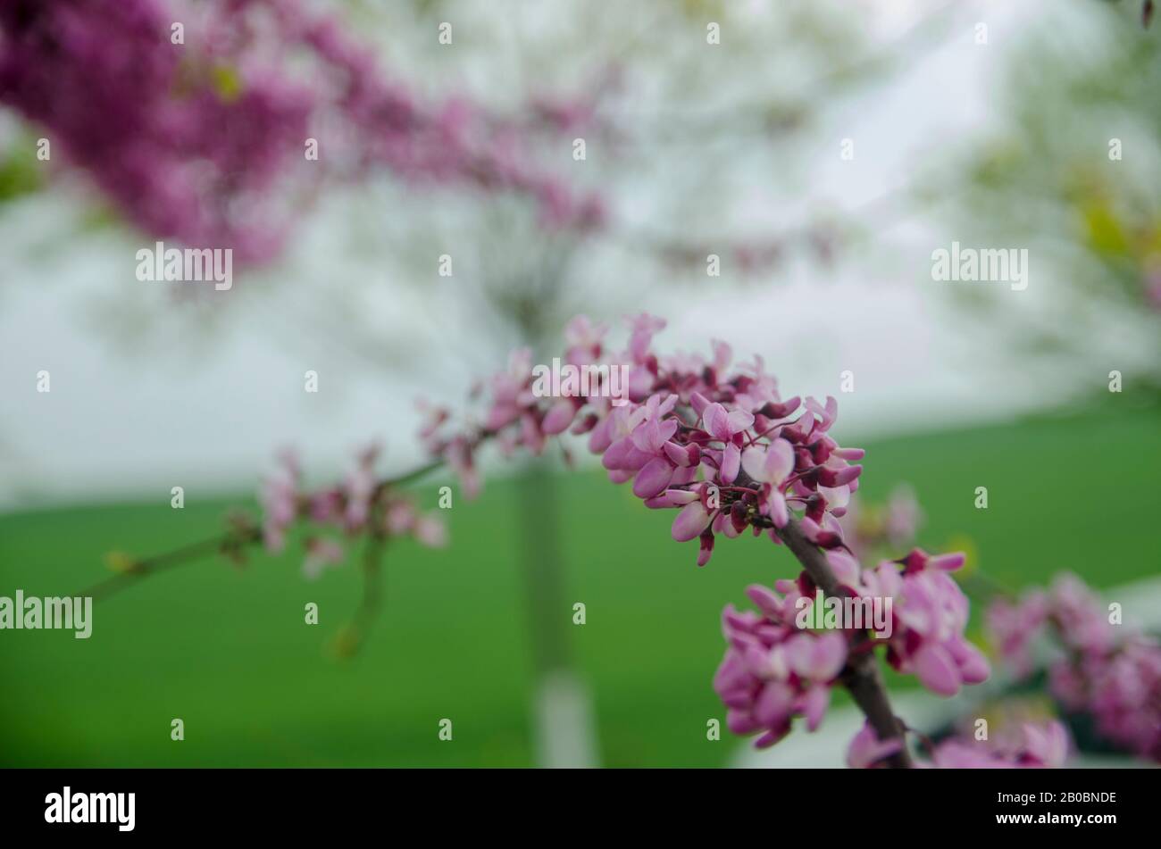 Judas-tree in Nature Stock Photo - Alamy