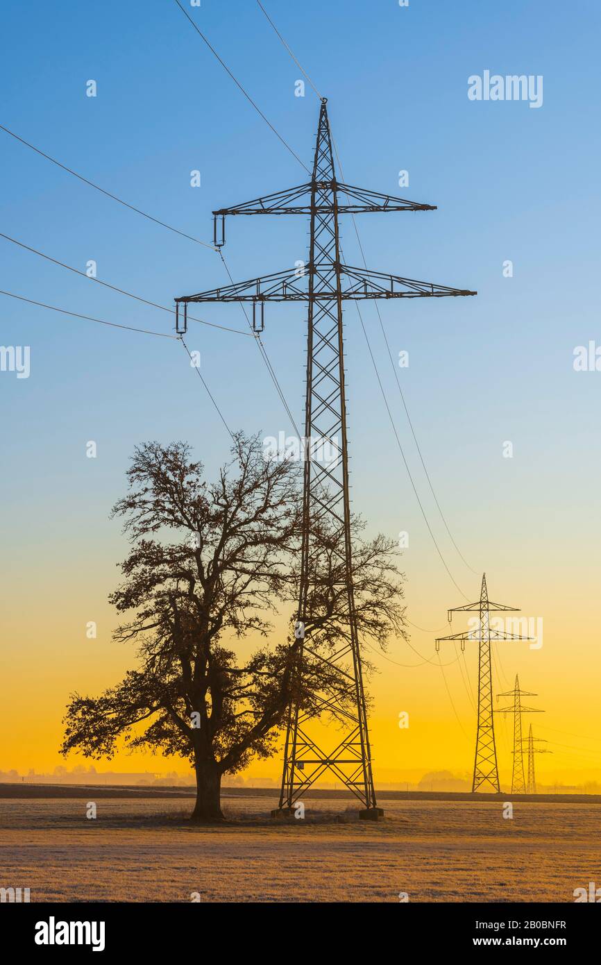 Overhead lines, high voltage pylons with English oak (Quercus robur) in ...