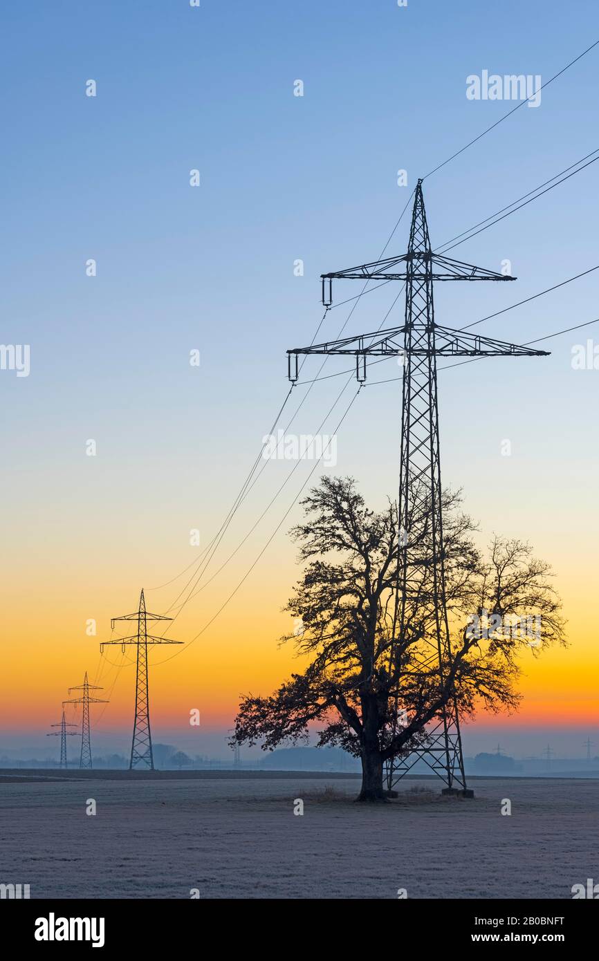 Overhead lines, high voltage pylons with English oak (Quercus robur) in ...