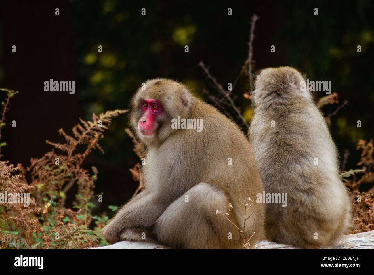 Japanese macaque (Macaca fuscata), also known as the snow monkey ...