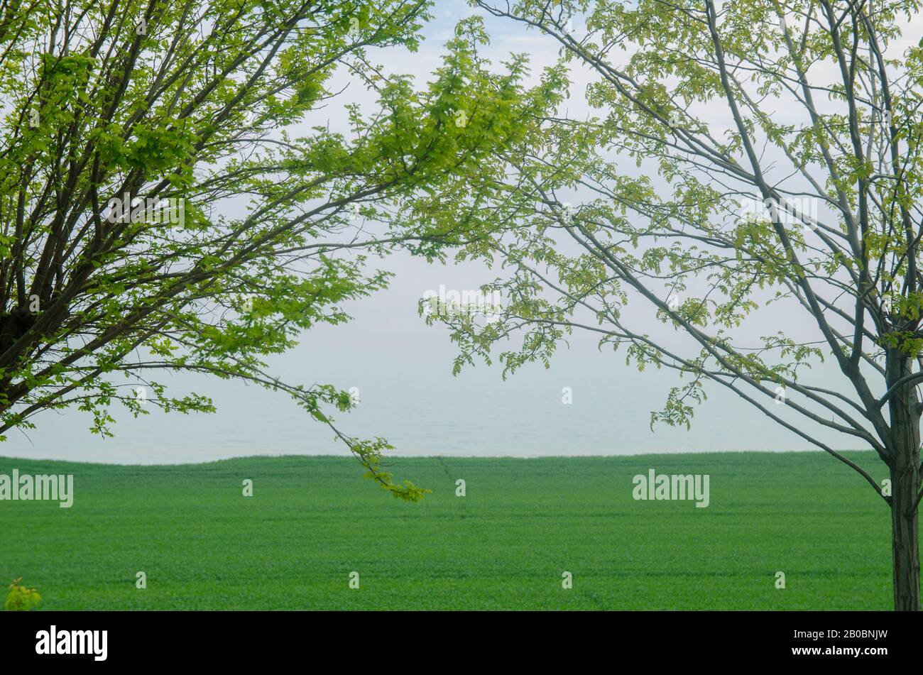 The Lonely Tree Stock Photo - Alamy