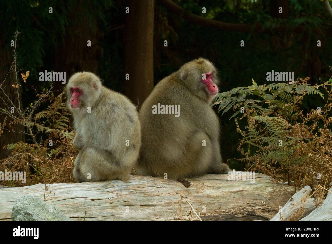 Japanese macaque (Macaca fuscata), also known as the snow monkey ...