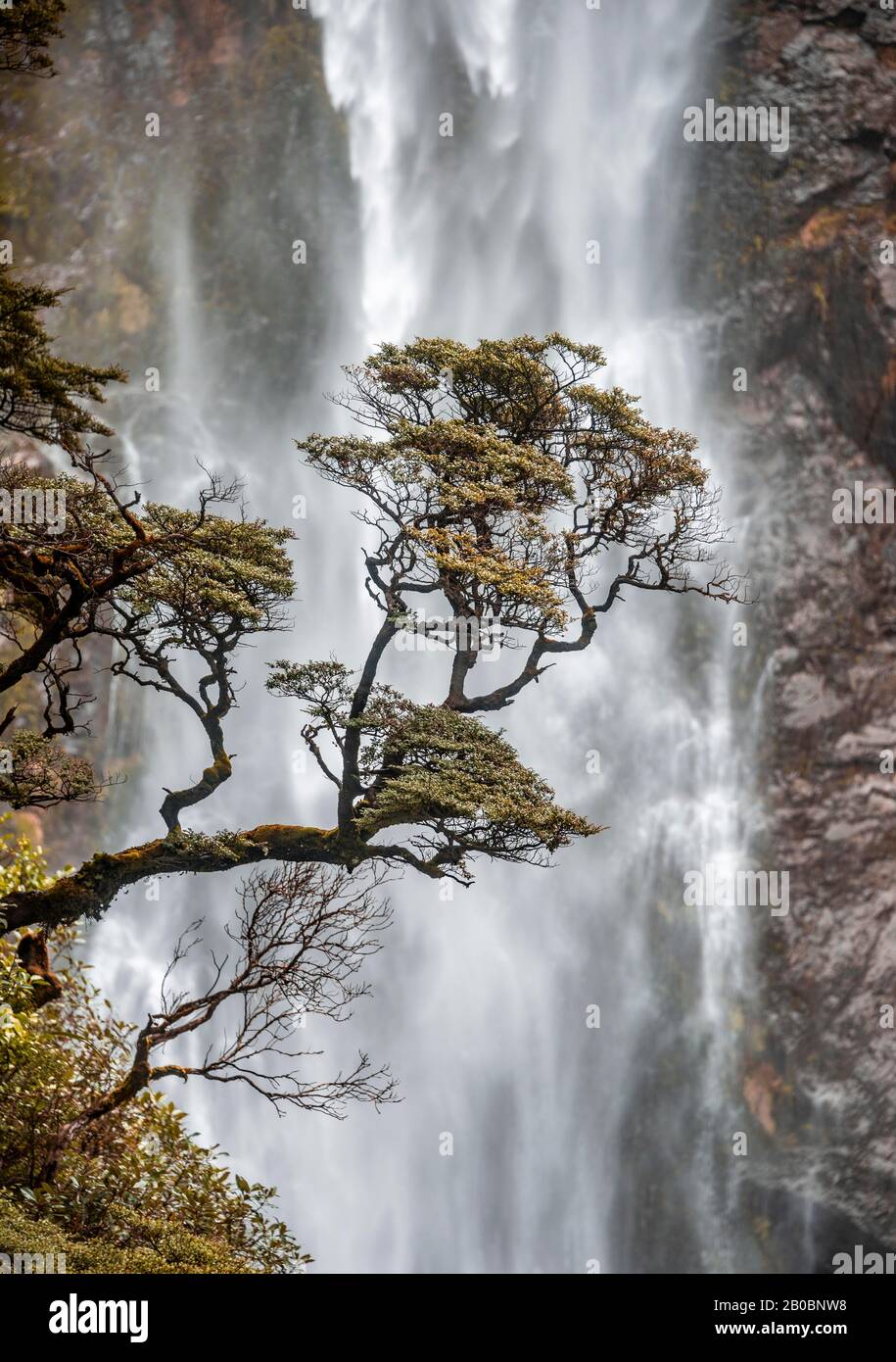 Branch of a tree in front of waterfall hi-res stock photography and ...