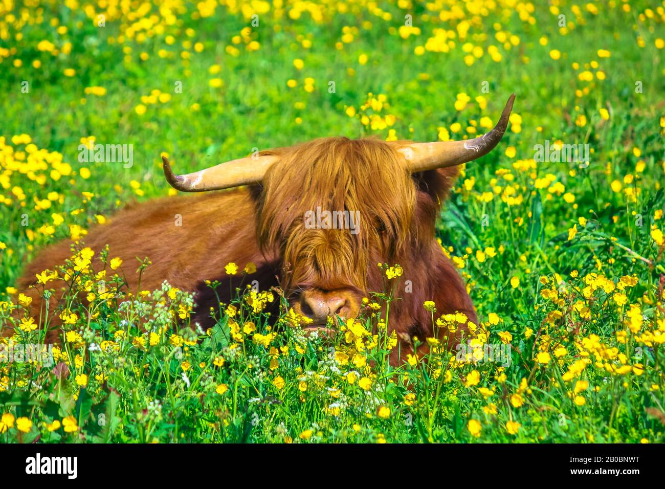 sitting Highland Red Cow originally from Scotland Highlands, sitting in ...