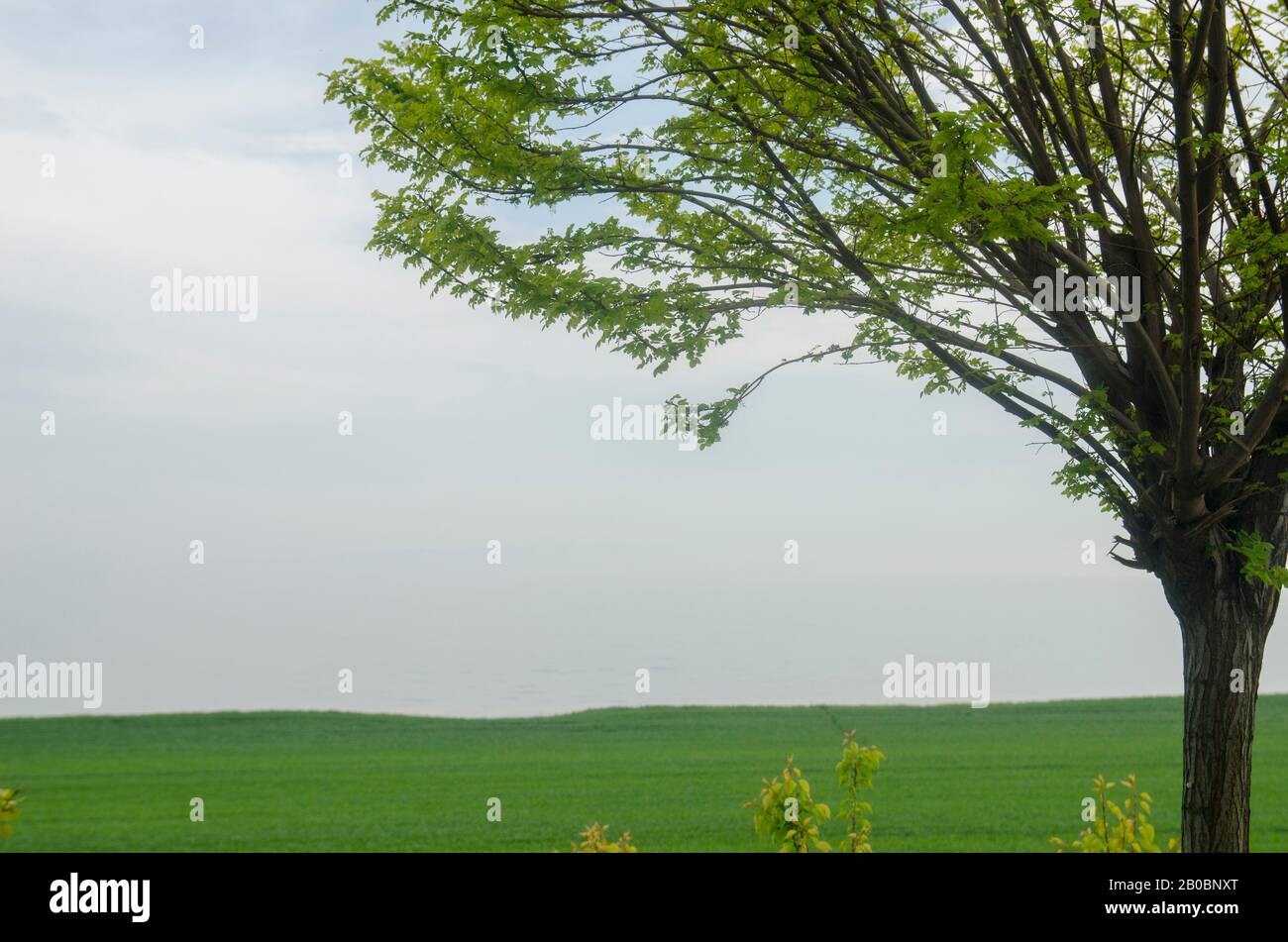The Lonely Tree Stock Photo - Alamy