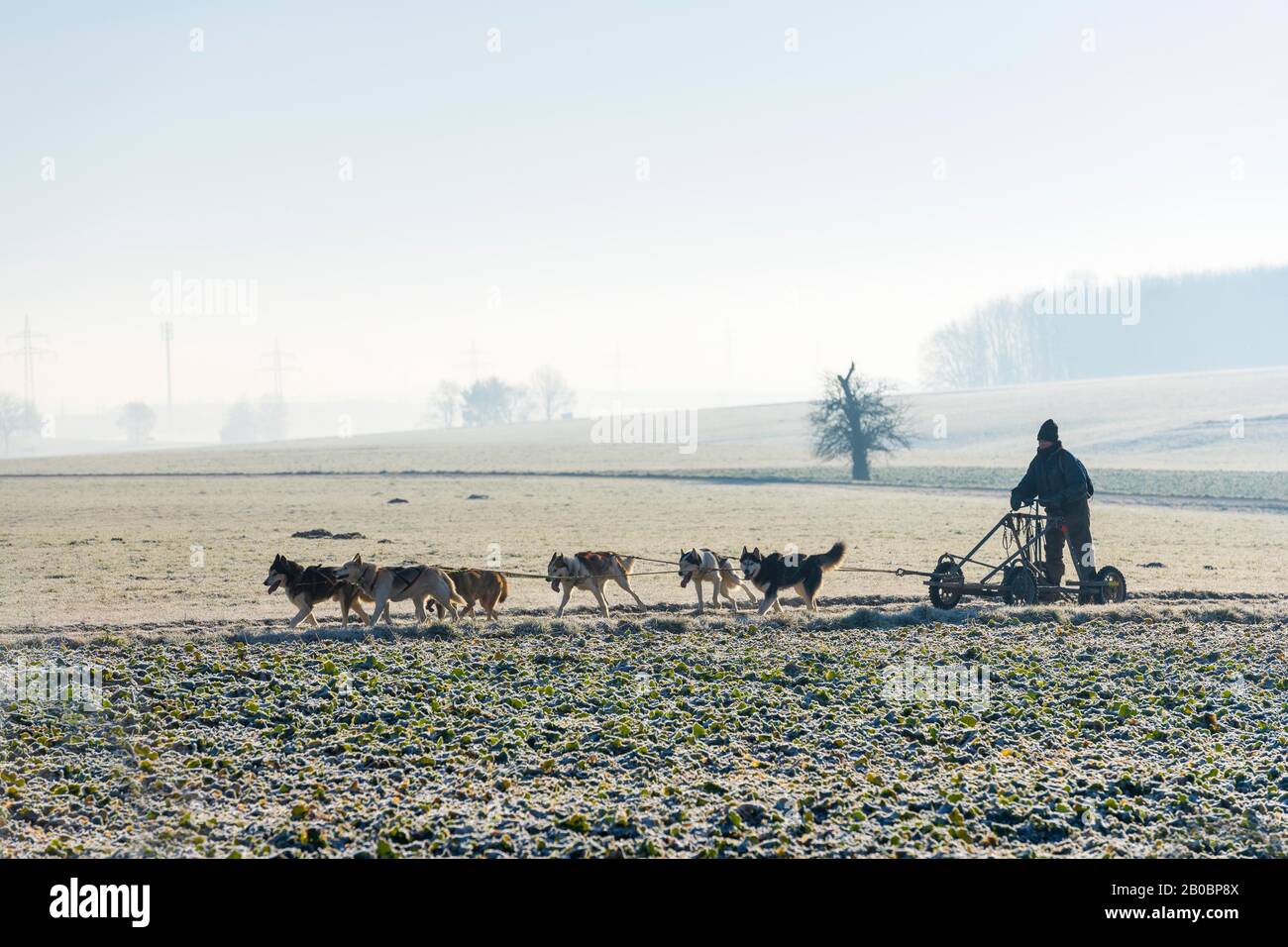 Dog sled team with training car during training, Swabian Alb, Baden ...