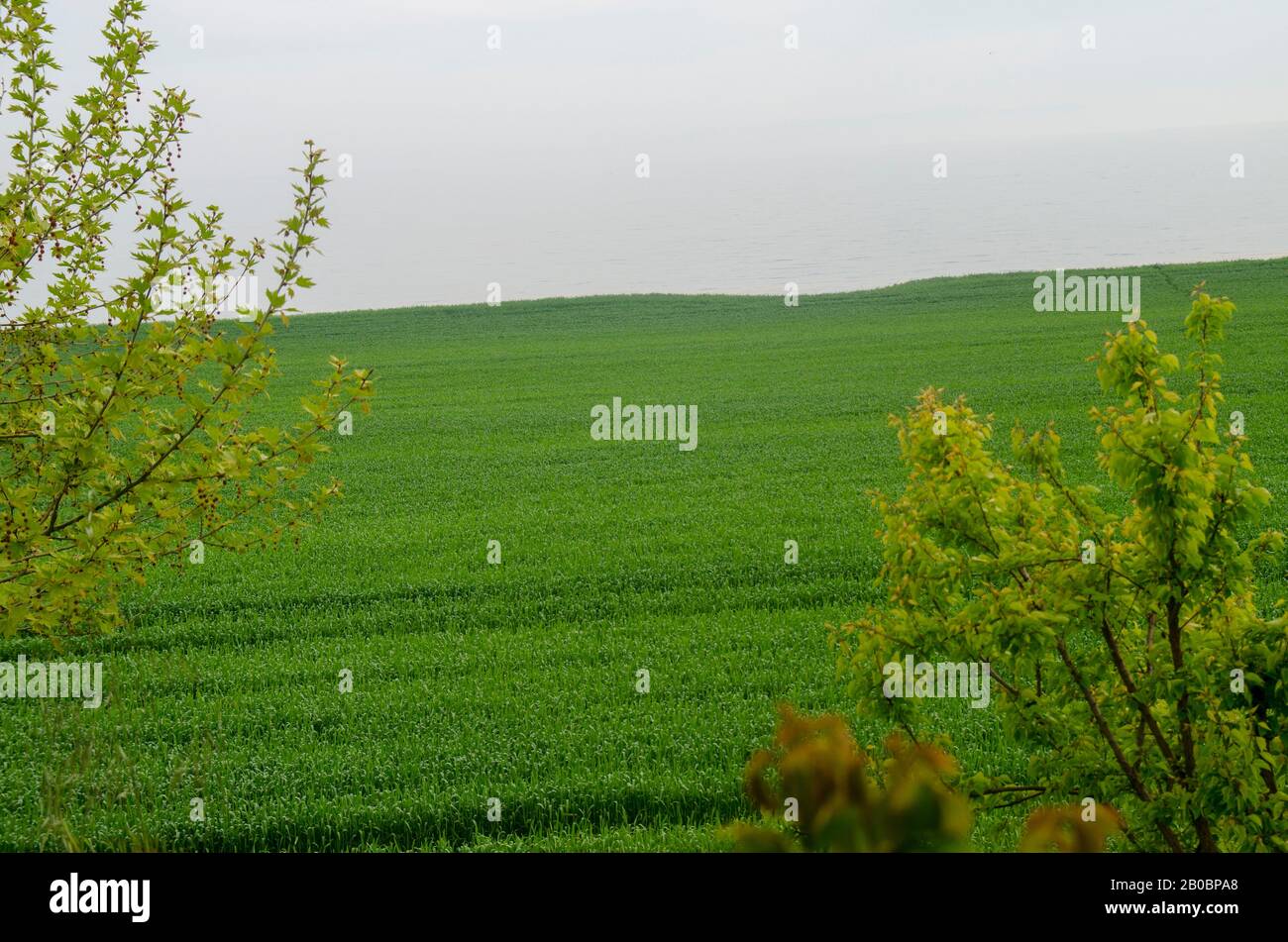 The Lonely Tree Stock Photo - Alamy