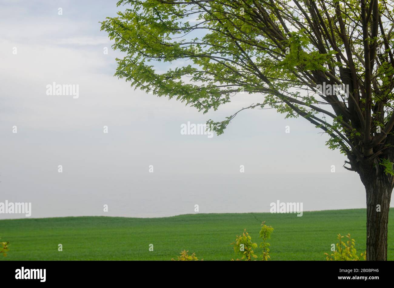 The Lonely Tree Stock Photo - Alamy