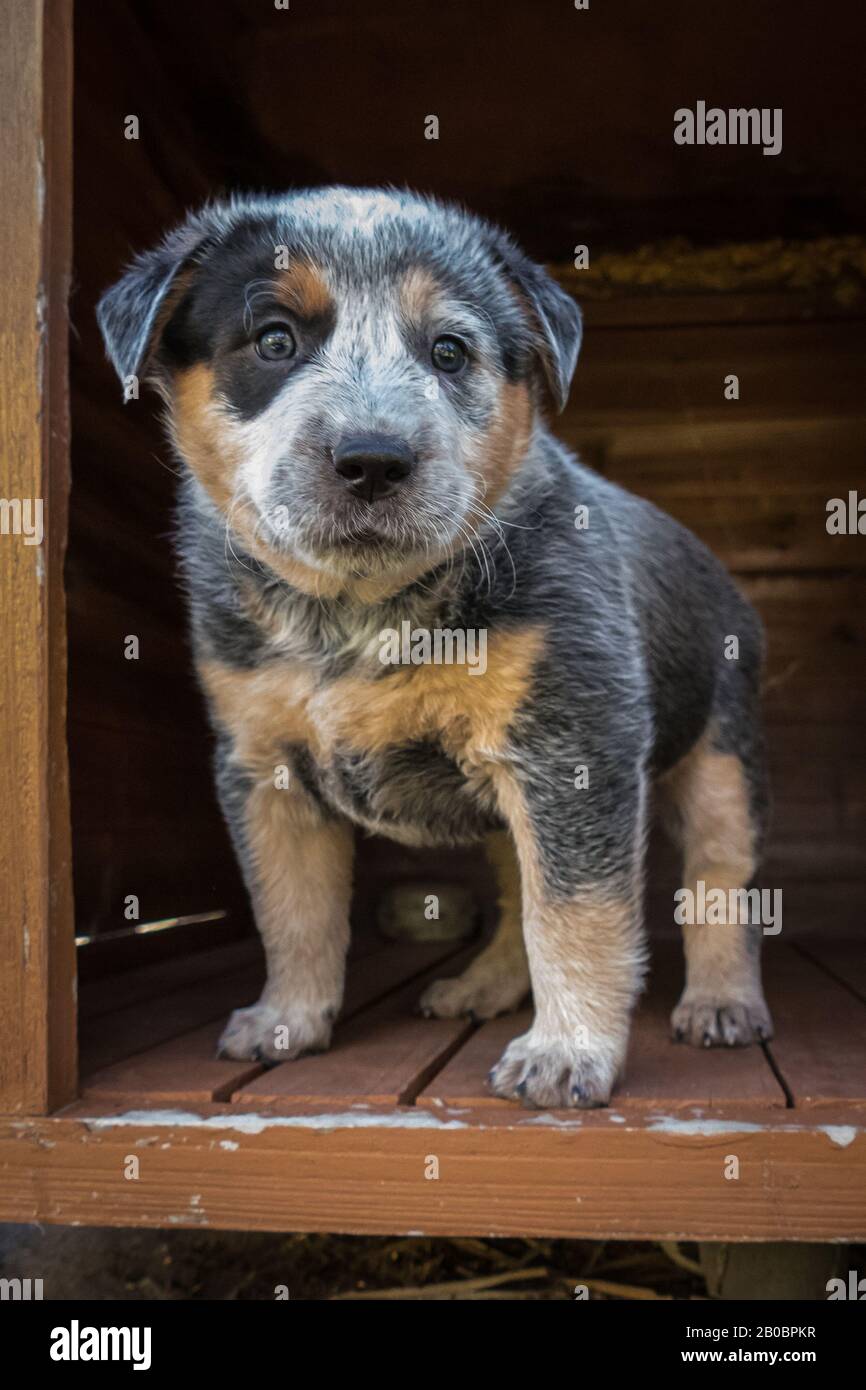 Six week old Australian Cattle Dog puppy Stock Photo - Alamy