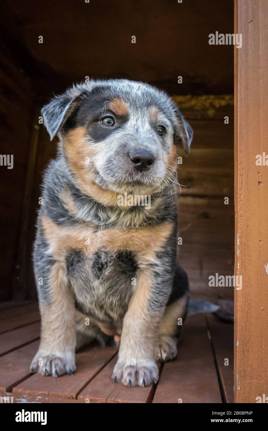 Six week old Australian Cattle Dog puppy Stock Photo - Alamy