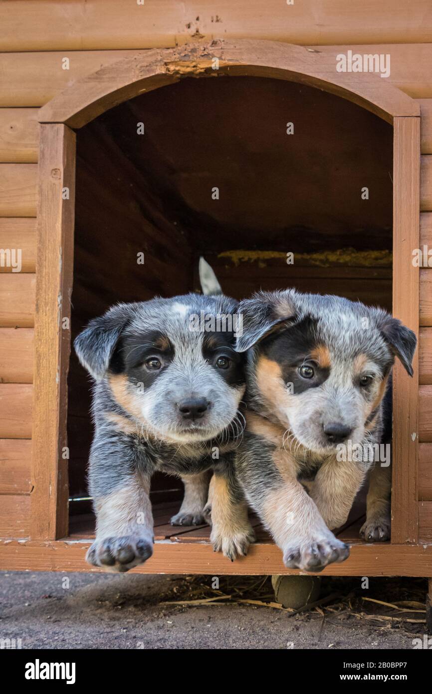 Six week old Australian Cattle Dog puppies Stock Photo - Alamy