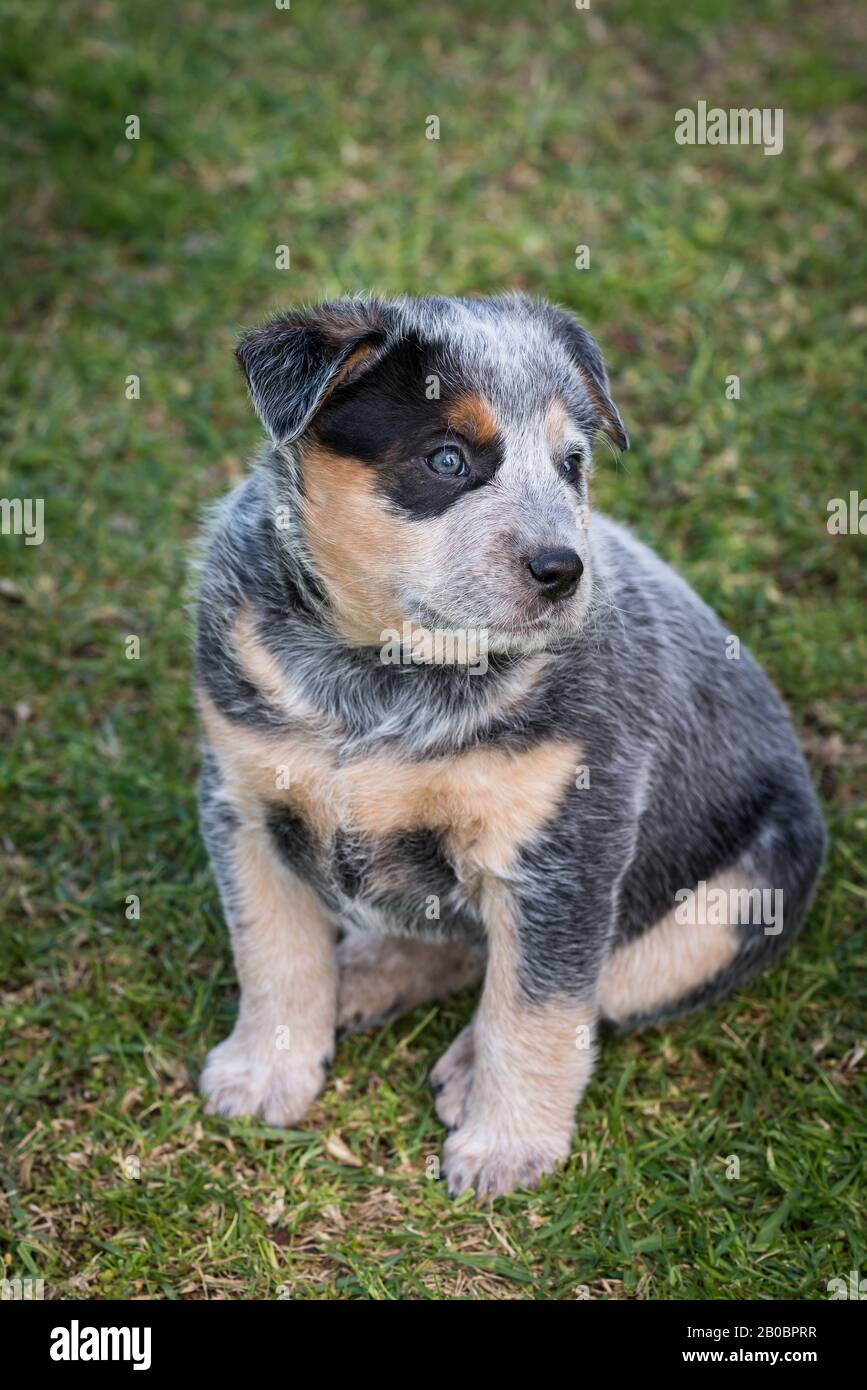 Kelpie Blue Heeler Australian Cattle Dog, Kelpie, Corgi, Crest,